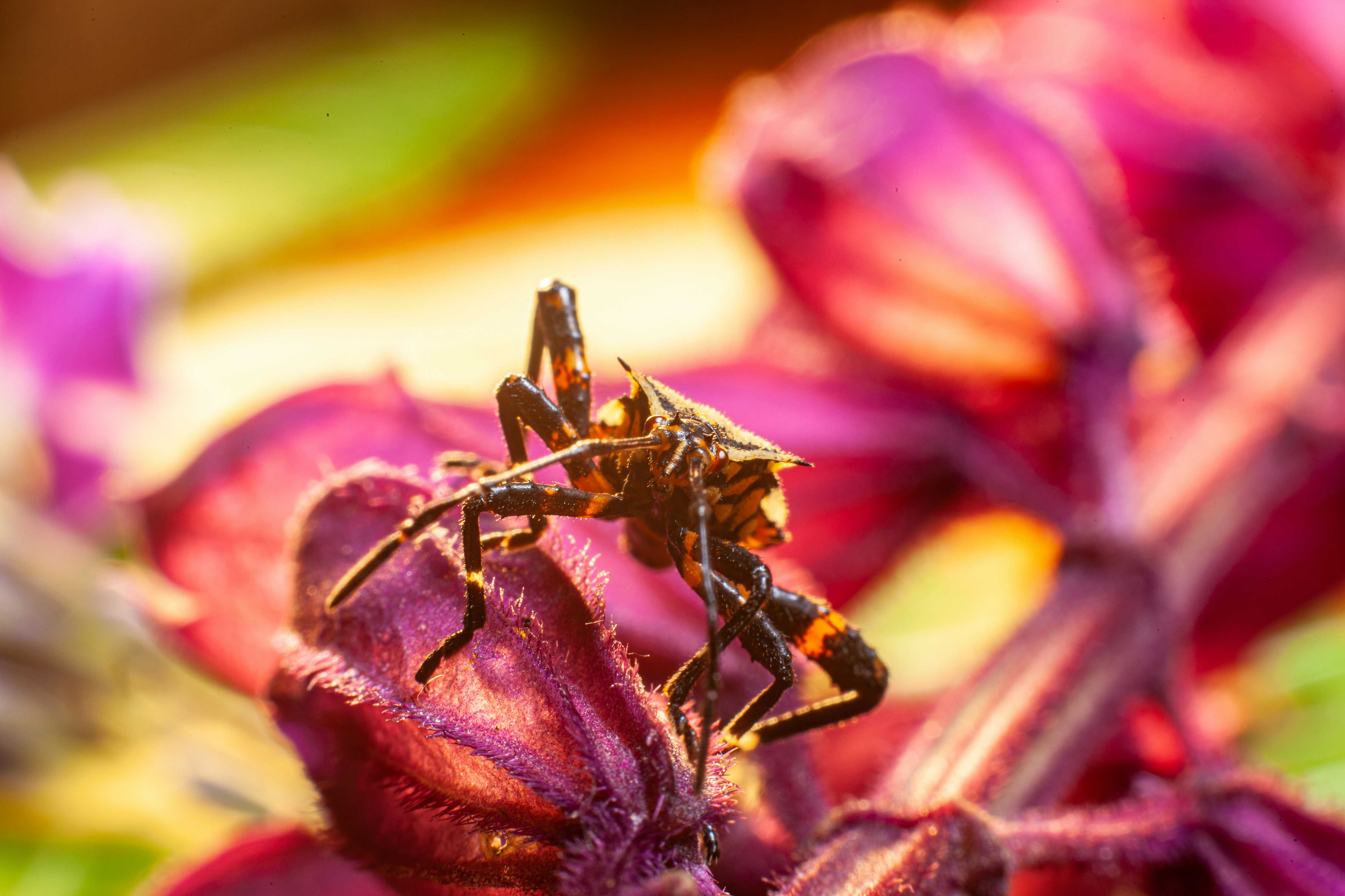 Velvet Bloom Stalker: a tiny predator on fuzzy purple petals
