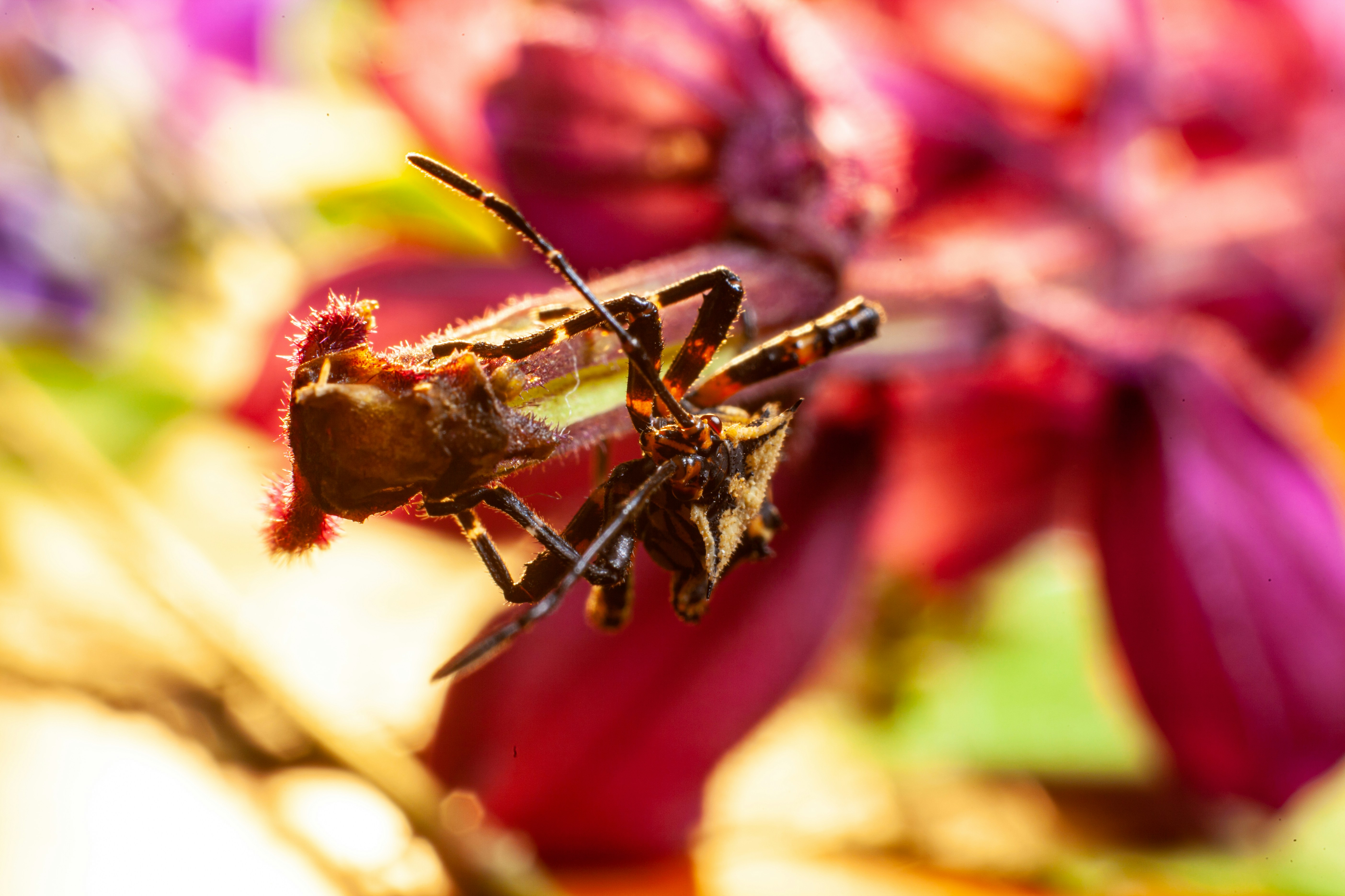Crimson Petal Snatch: A Praying Mrower on a Bloom