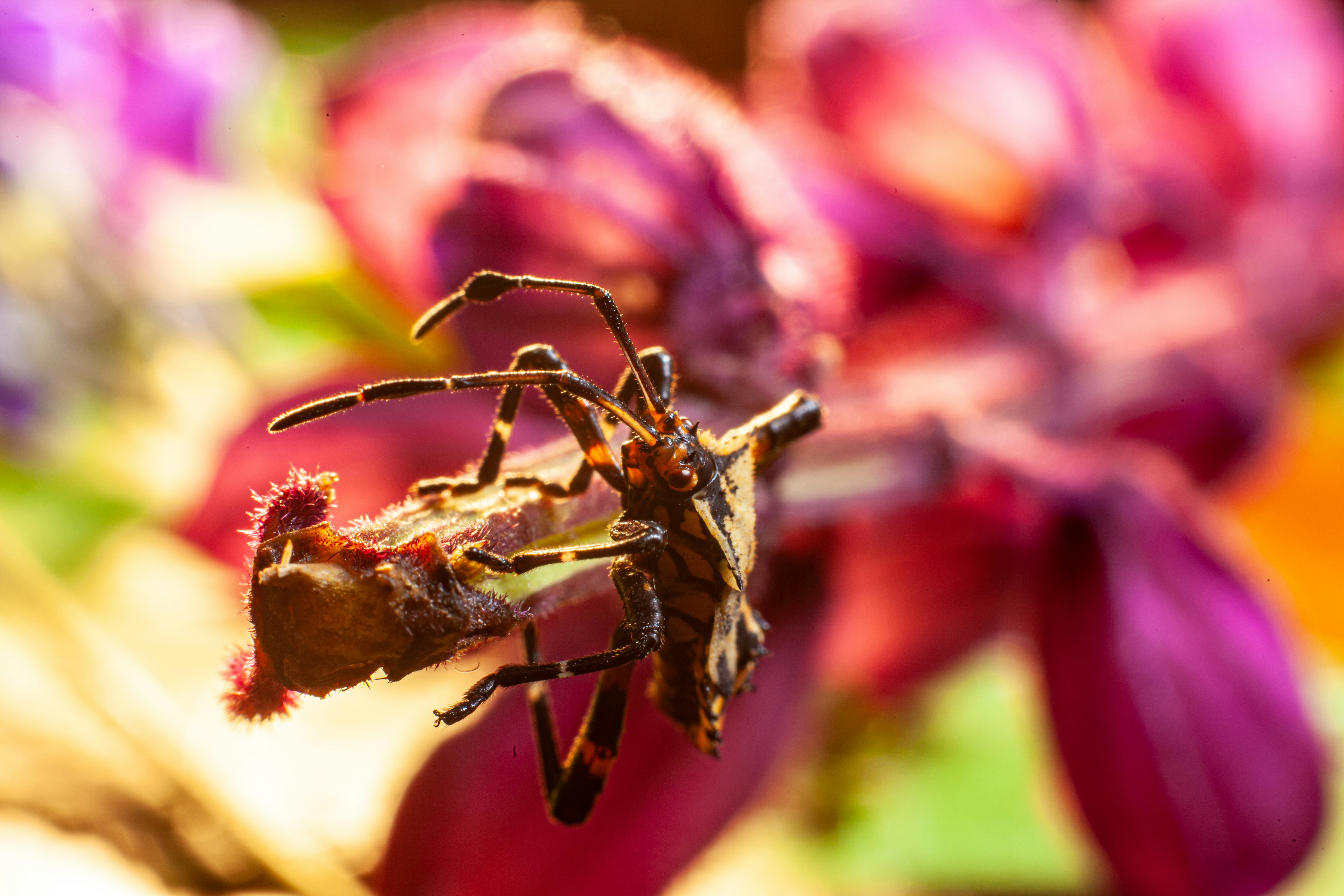 Crimson Bloom Predator: Spindly Legs Gripping a Withered Seed Head