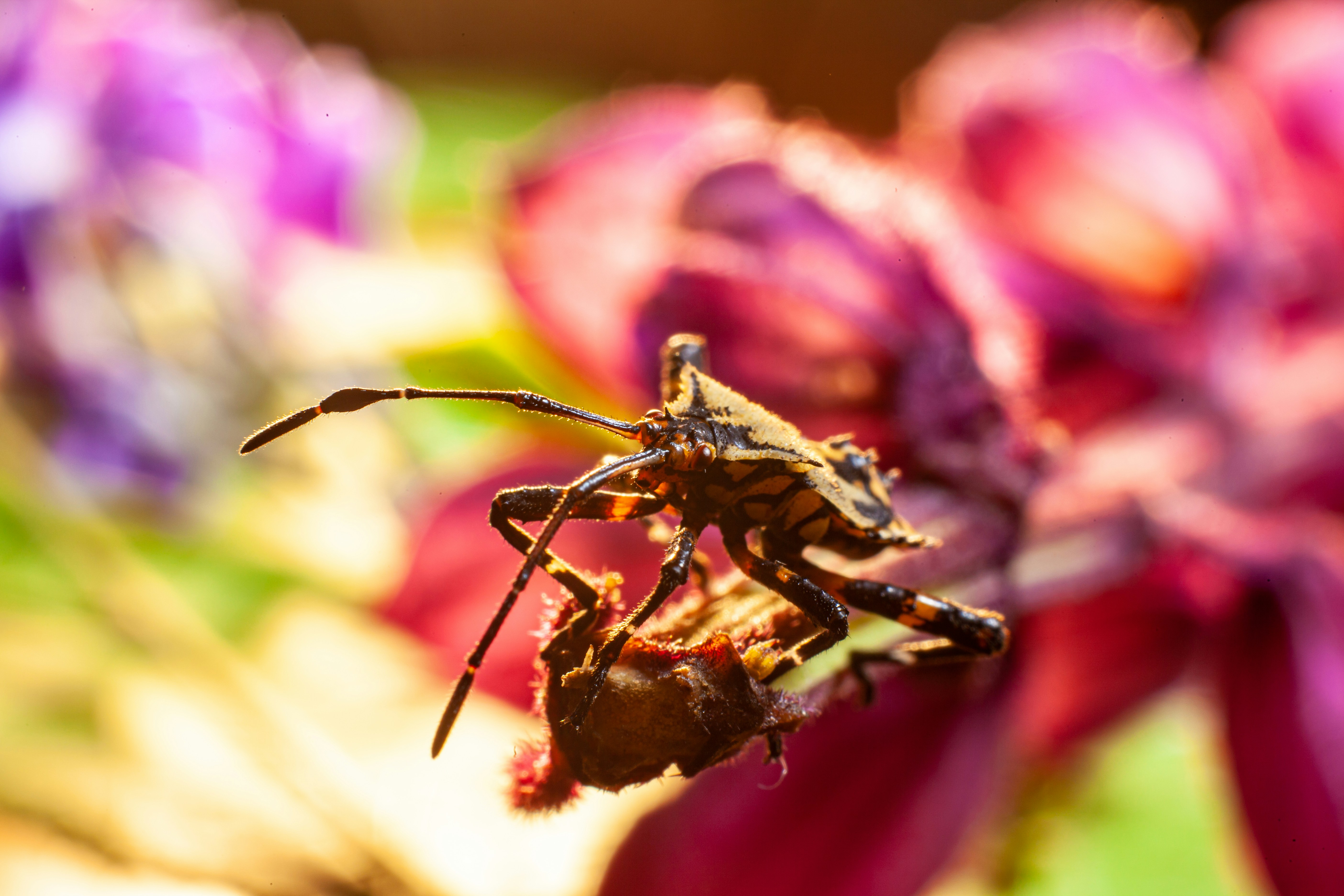 Crimson Bloom's Thorn: A Macro Stakeout on a Flower-Bender Beetle