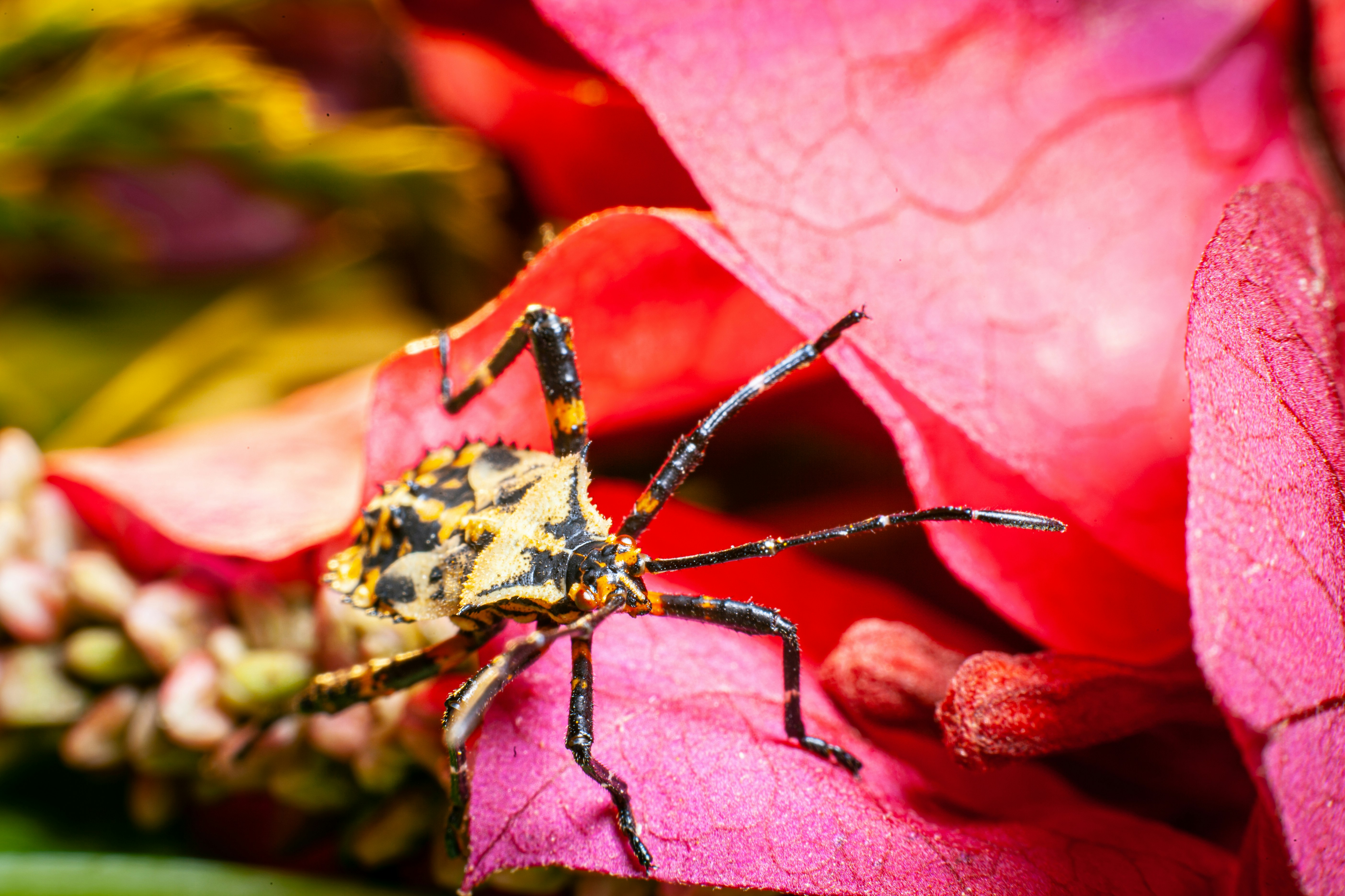 Trailblazer on Petals: A Stride of Color and Texture