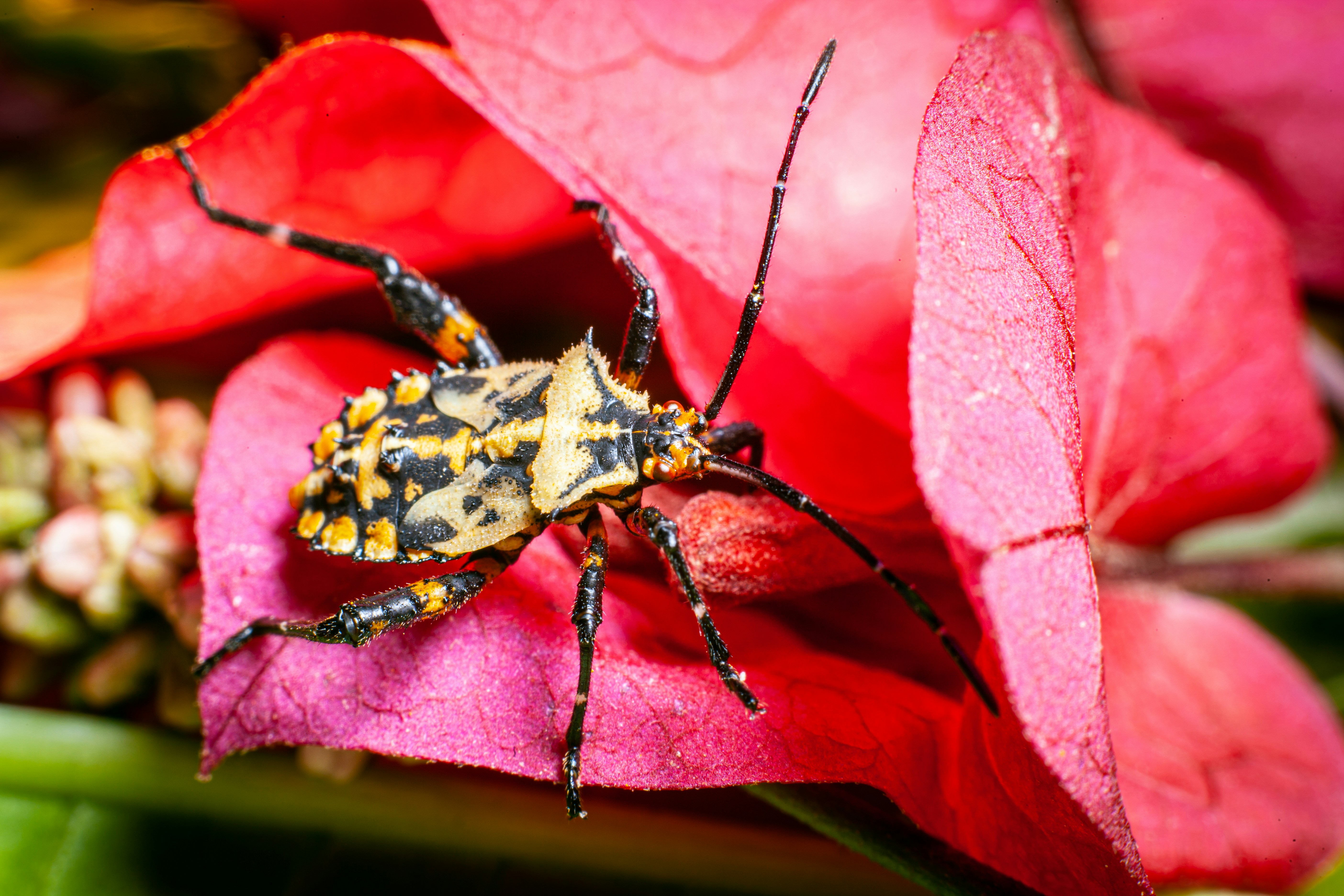 A bug on a flower photo – Free Petal Image on Unsplash