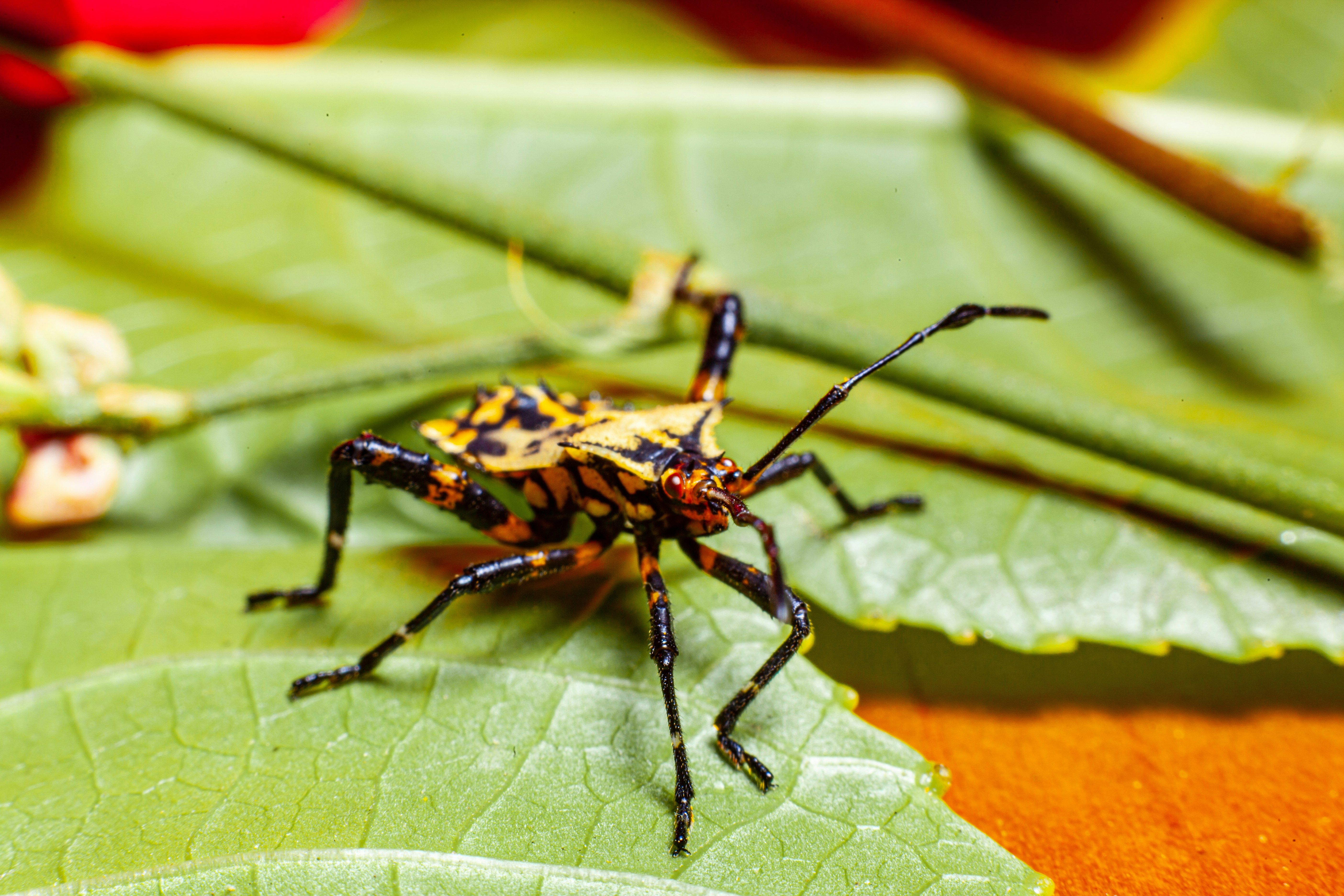 A black and yellow bug on a leaf photo – Free Animal Image on Unsplash