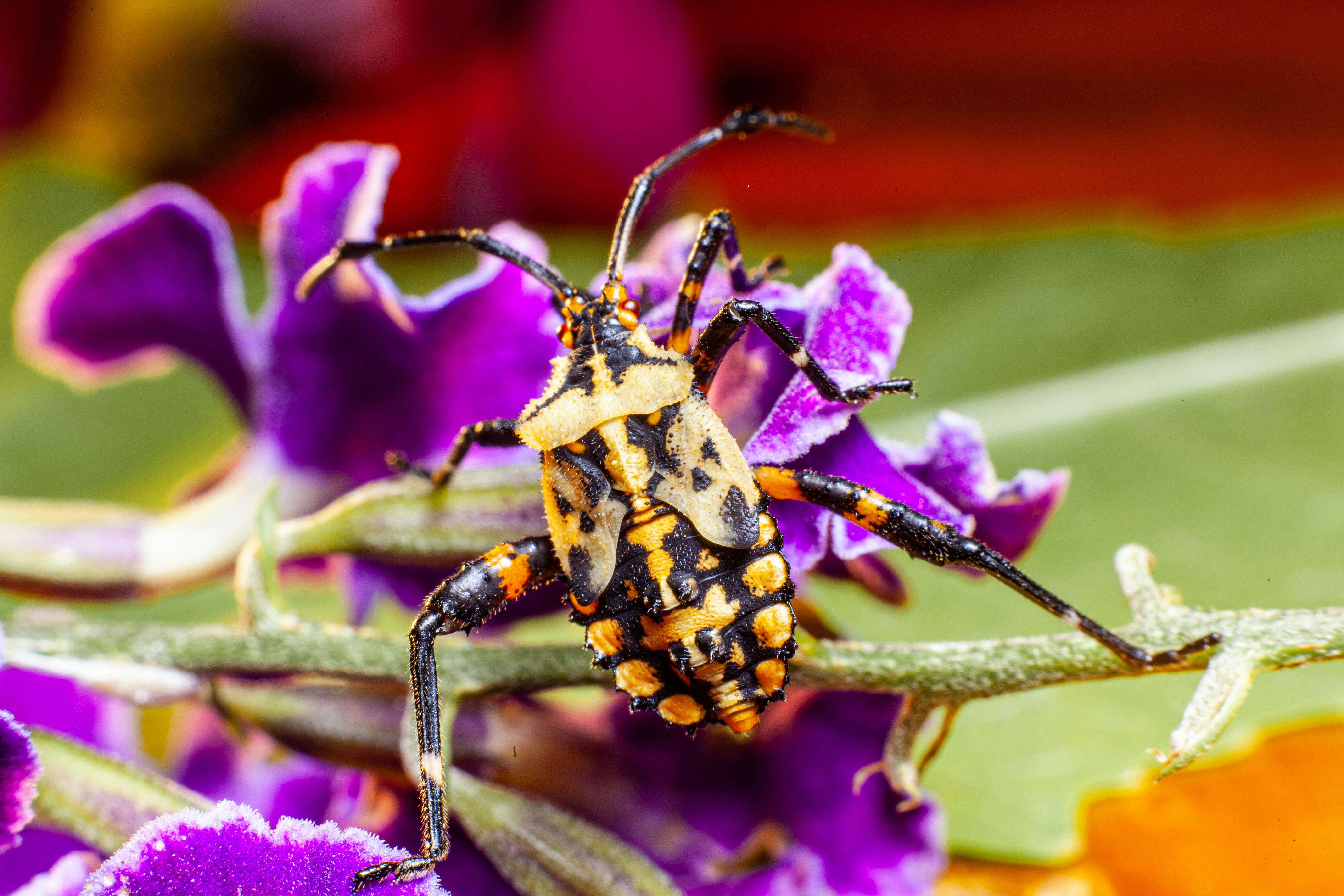 Foto Un insecto en una flor – Imagen Animal gratis en Unsplash