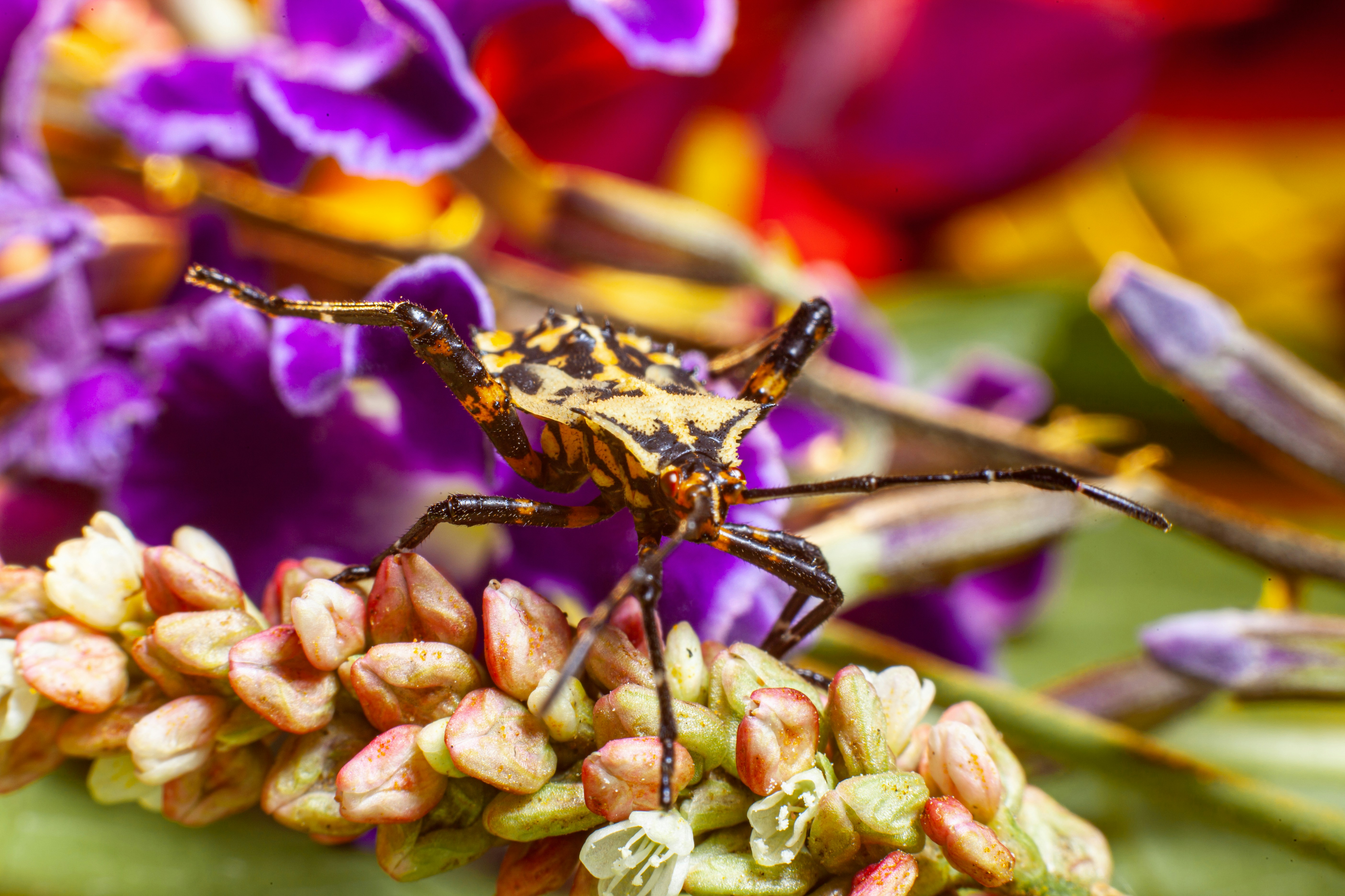 Harlequin on a Coral Bloom: A Tiny Macro Moment