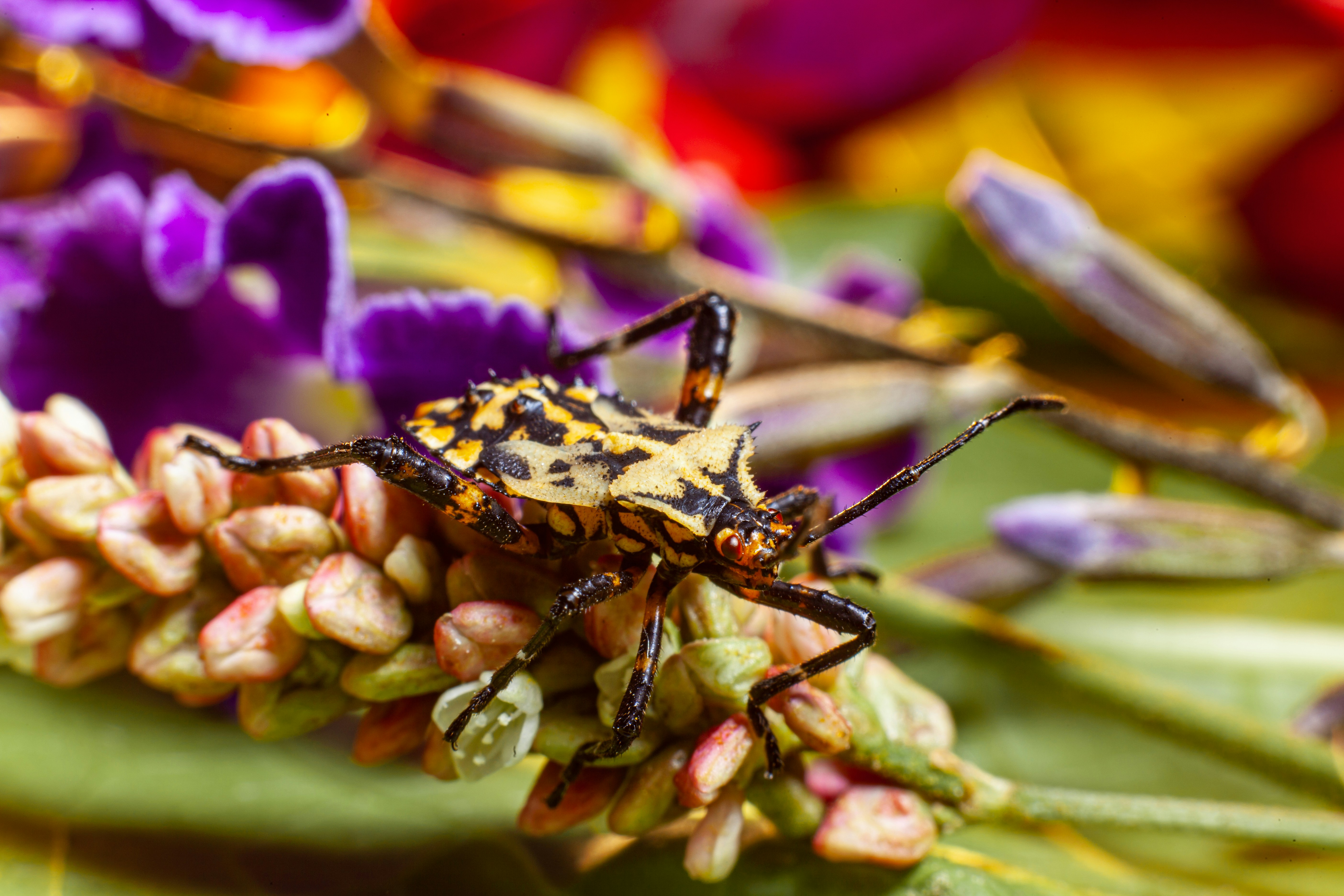 Armor on a Bloom: A Macro Portrait of a Patterned Shieldbug