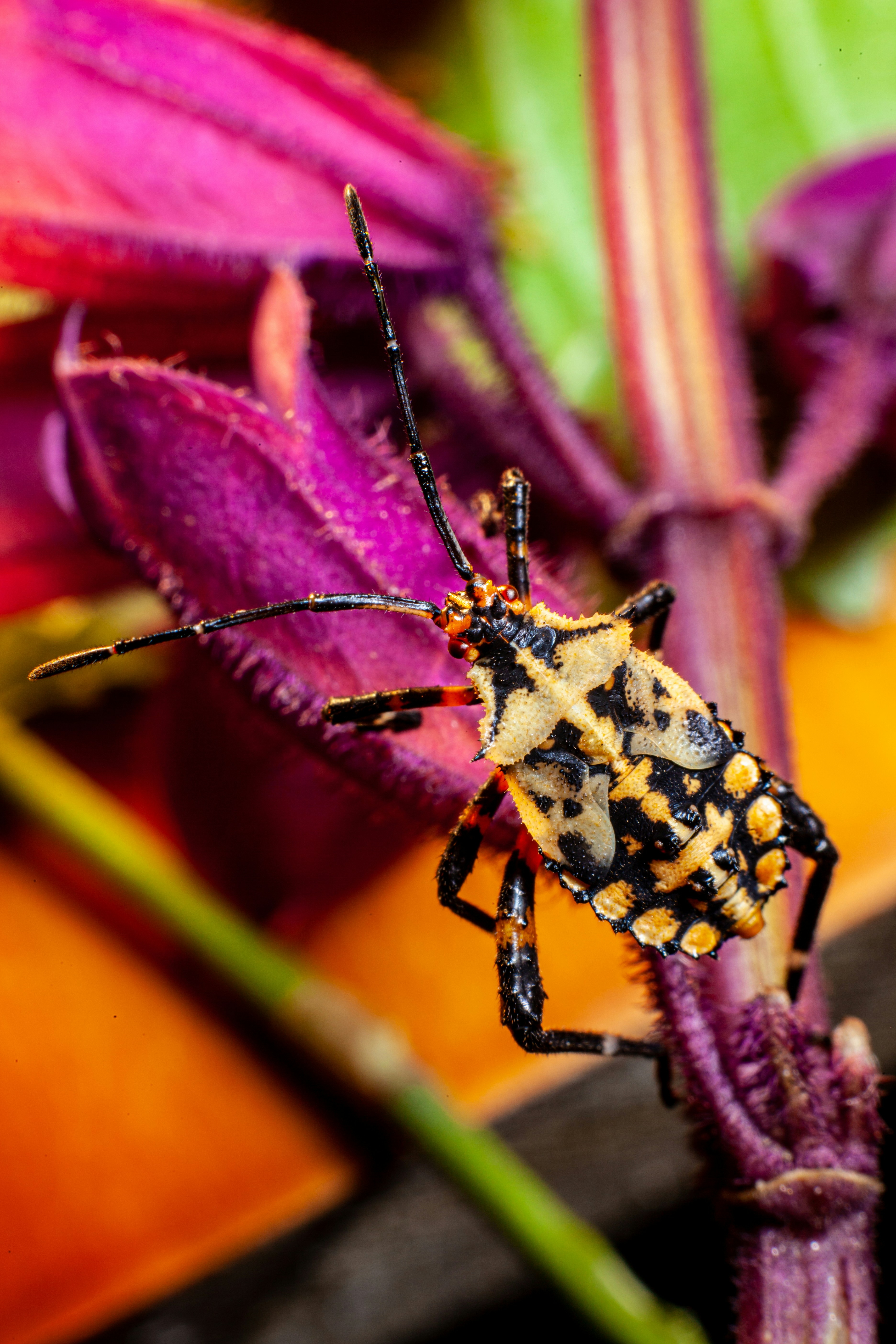 A bug on a flower photo – Free Animal Image on Unsplash