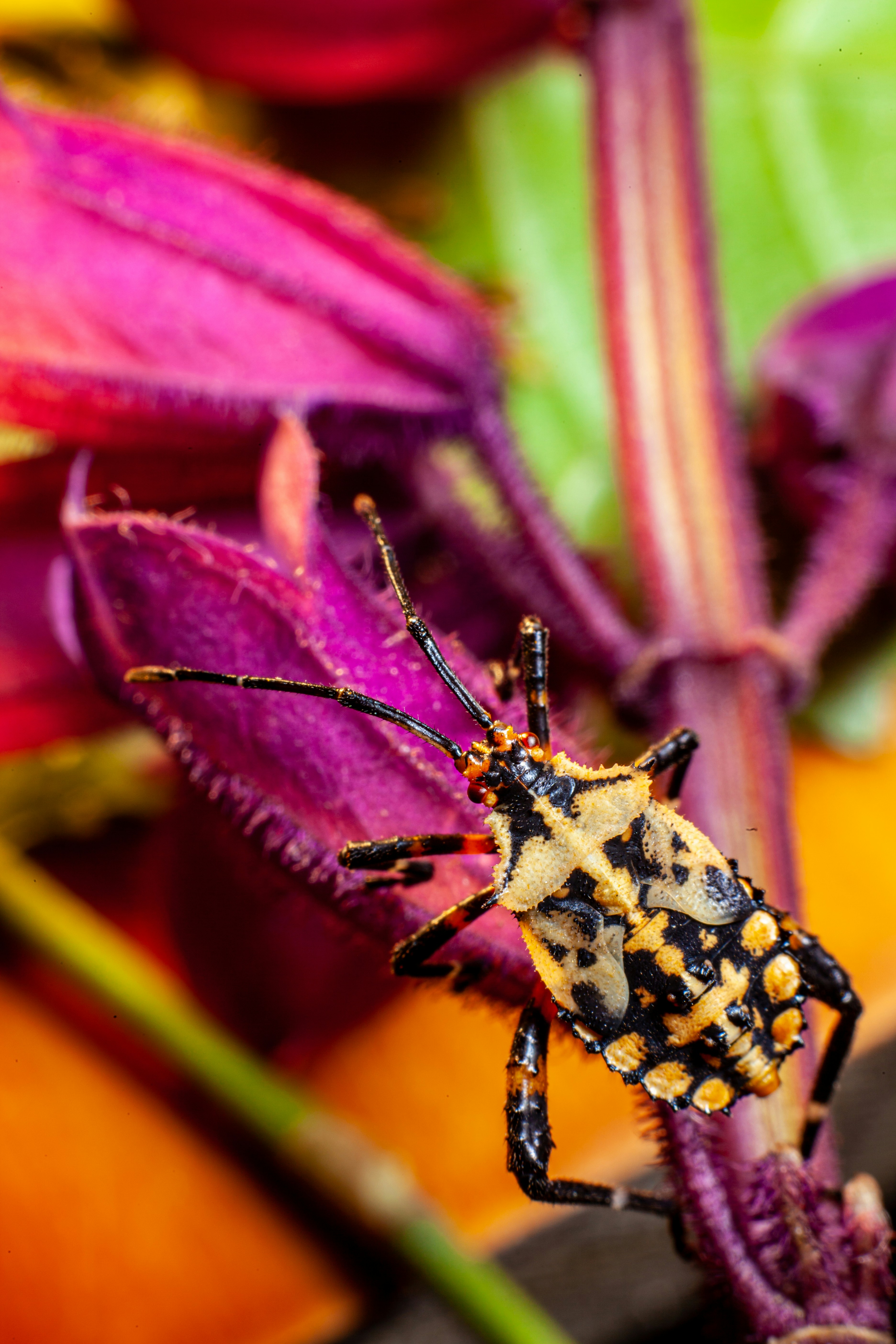 Armor-Patterned Bug on Velvet Stem: a Micro World in Color