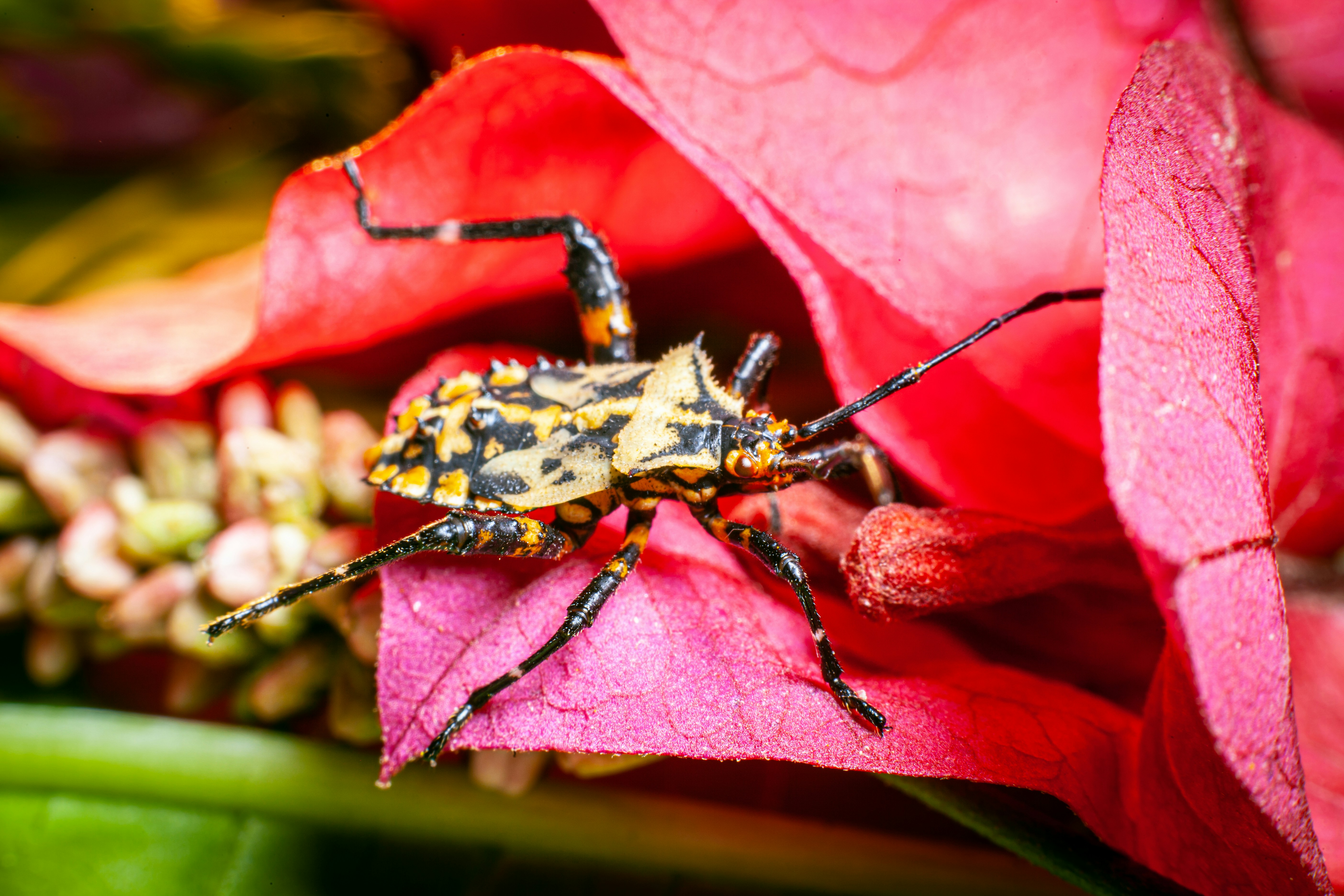 A bug on a flower photo – Free Petal Image on Unsplash