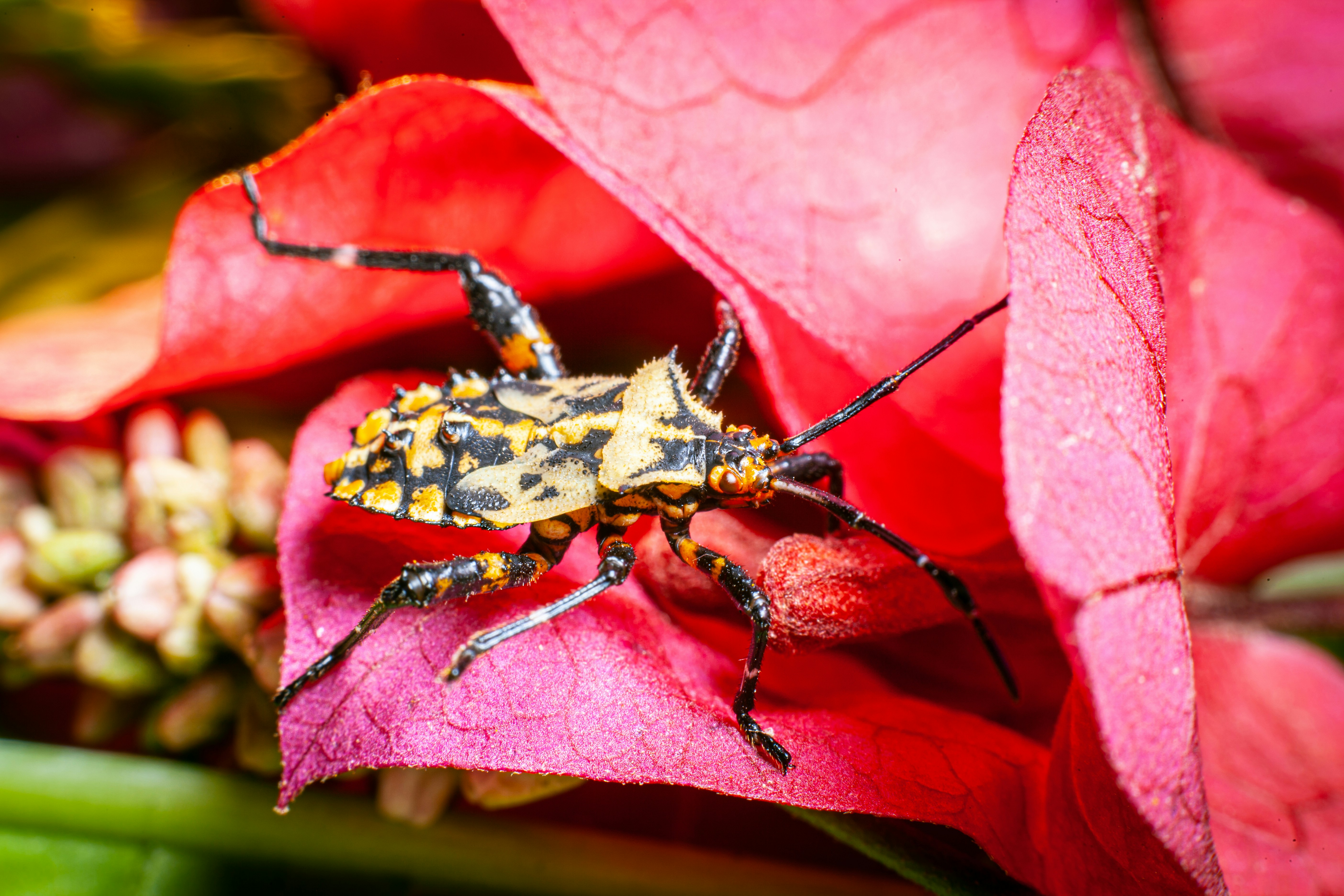 A bug on a flower photo – Free Leaf Image on Unsplash