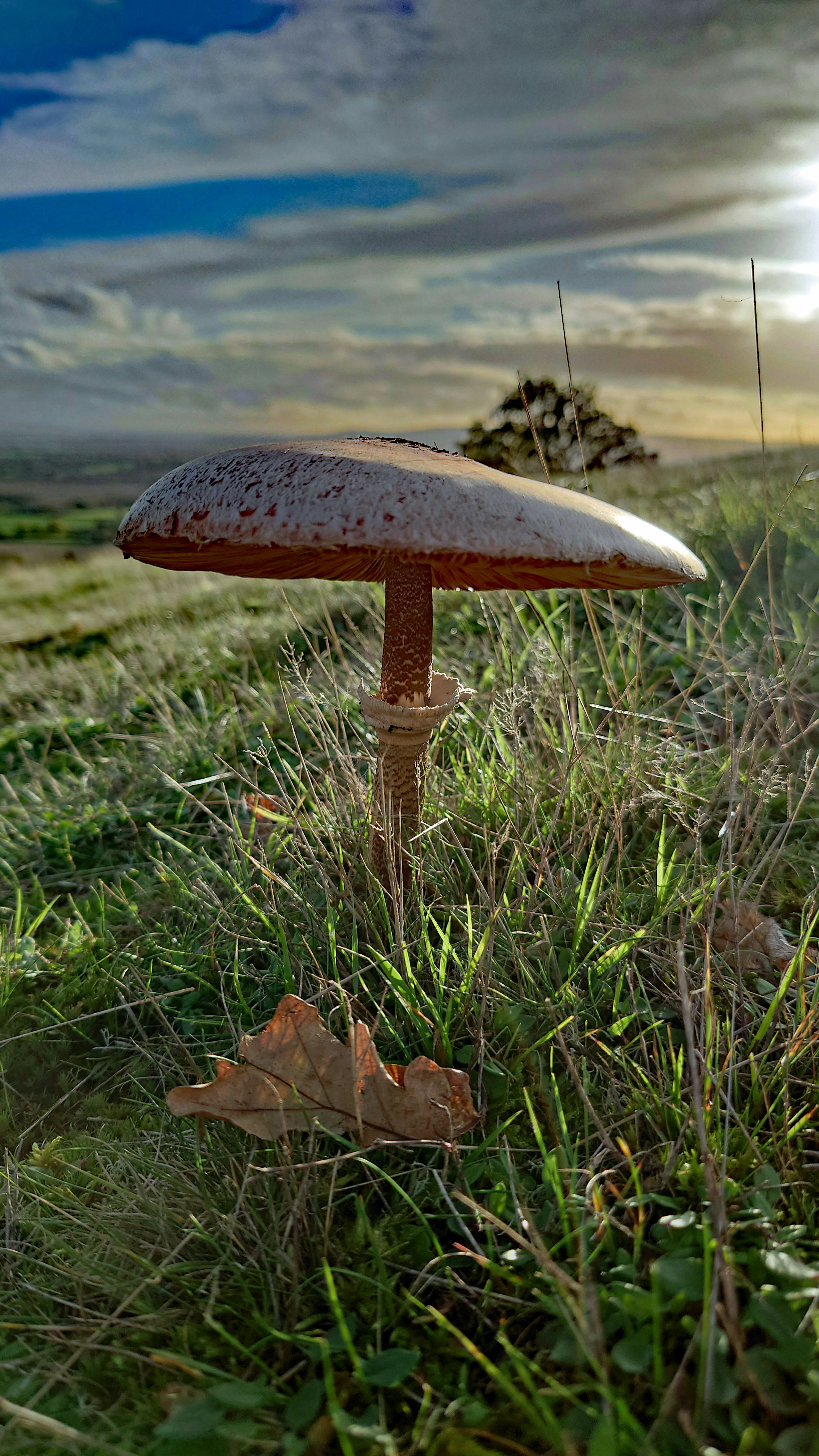 Un champignon poussant dans l’herbe photo – Photo Champignon Gratuite ...