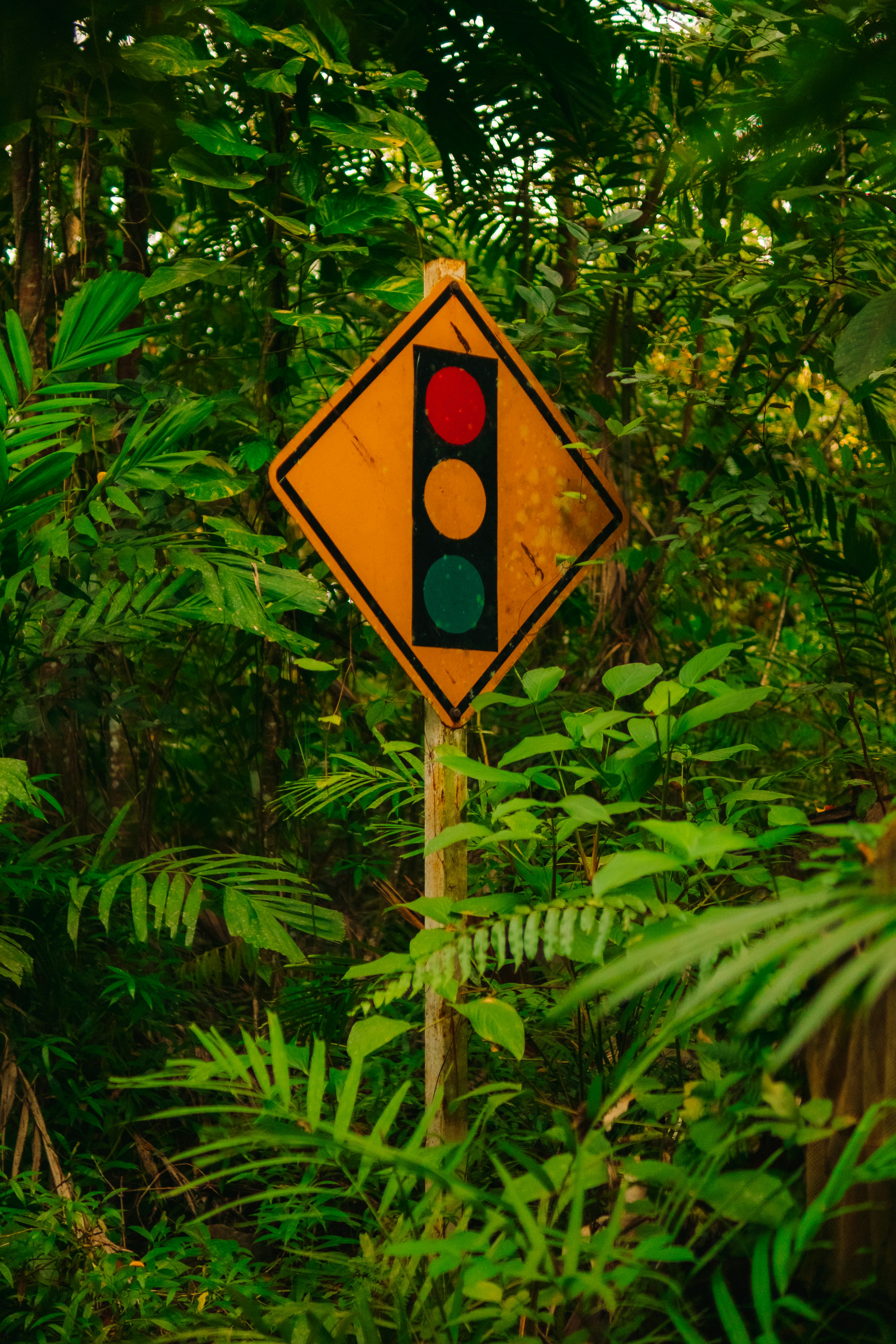 A yellow sign in the middle of a forest photo – Free Land Image on Unsplash