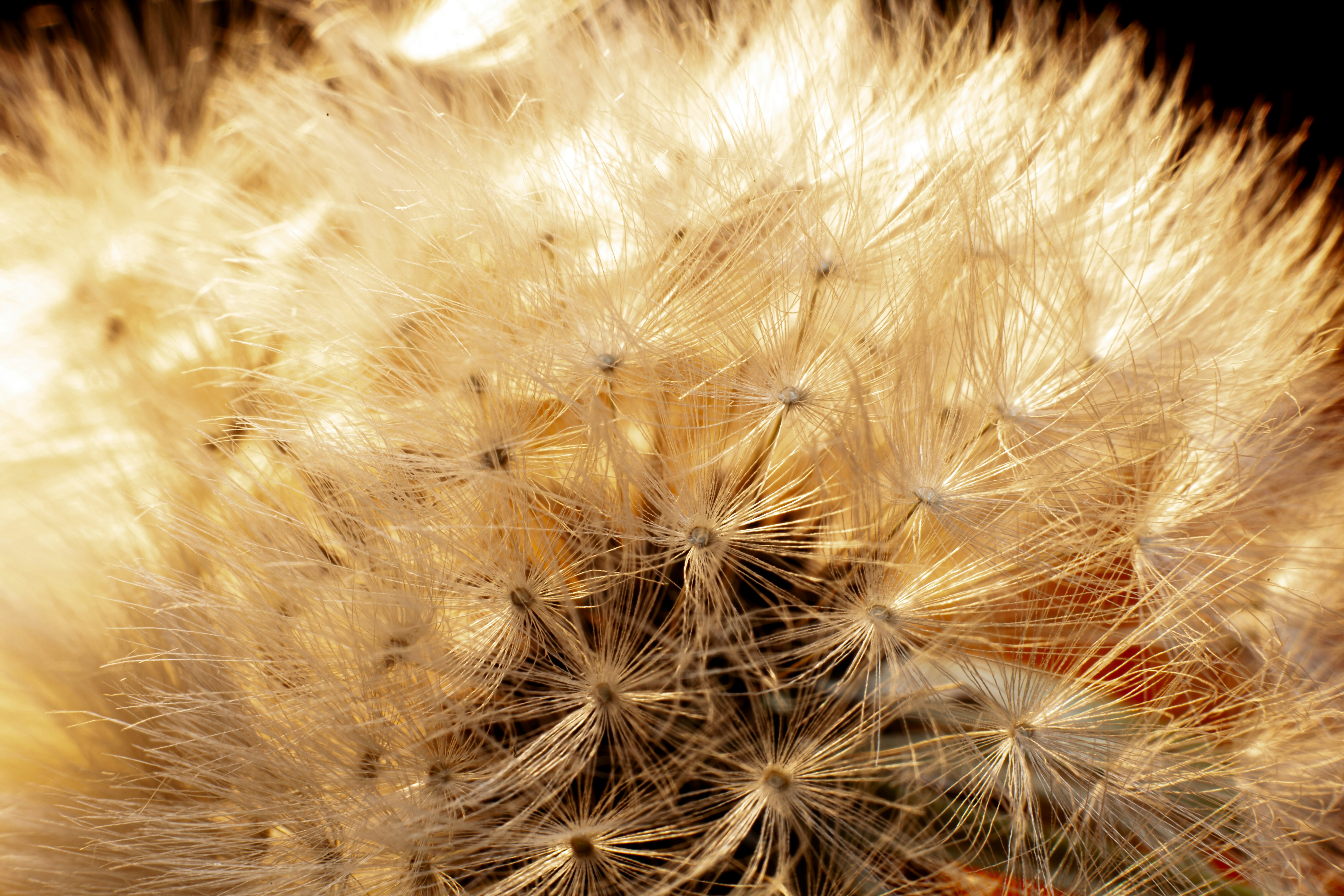 Photo by Ian Talmacs with Canon EOS 5D Mark II