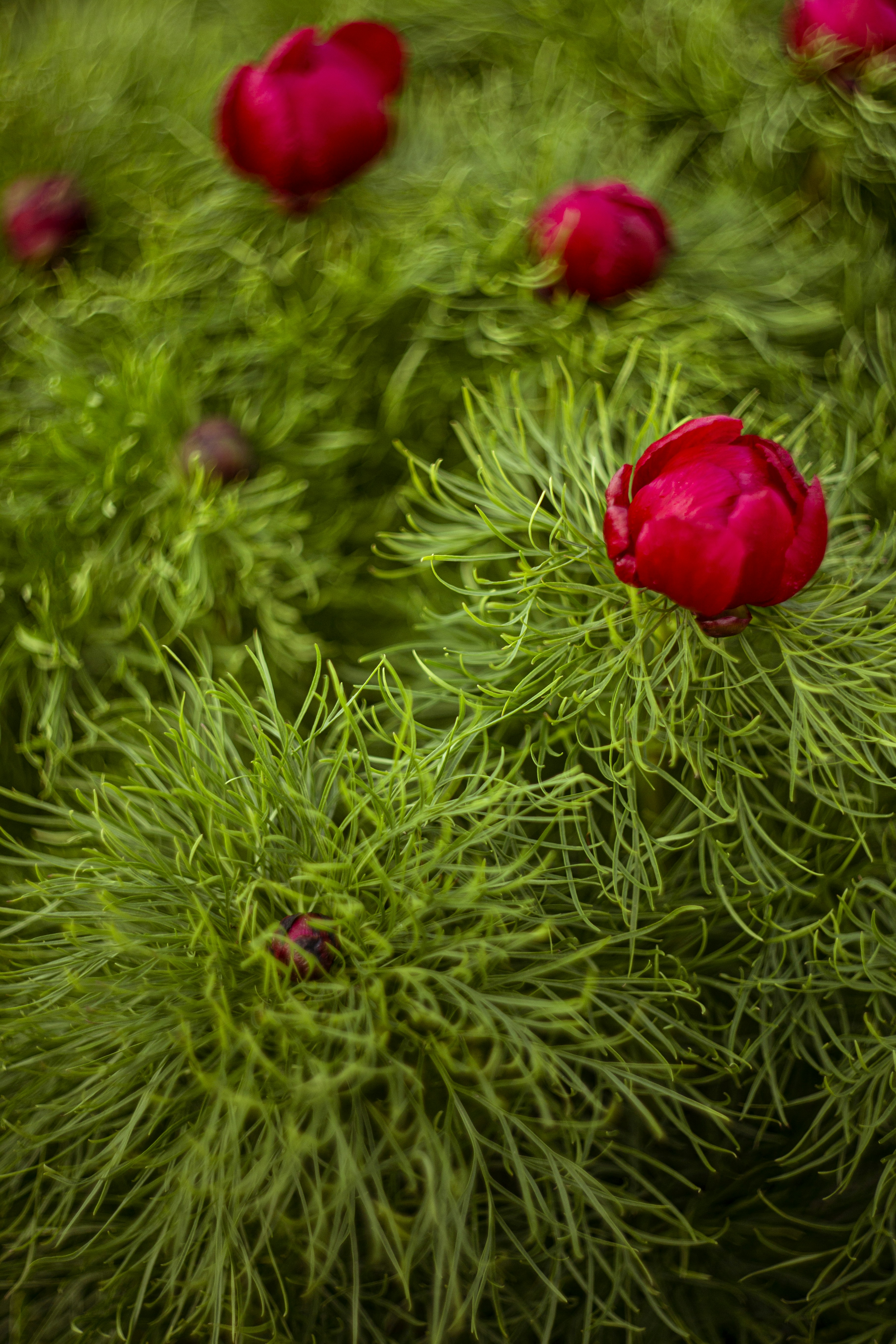 a group of red flowers