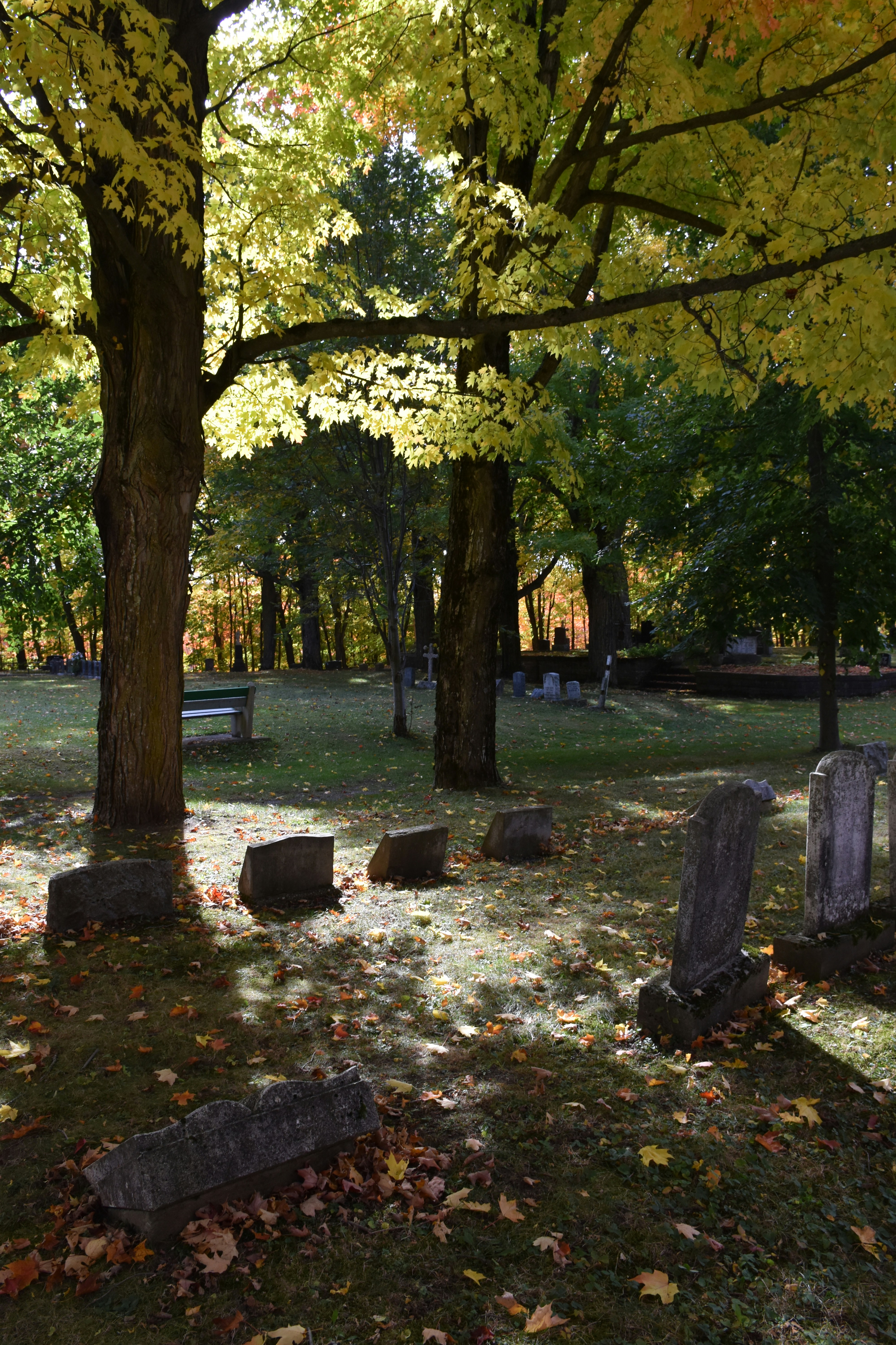 Autumn Light Drapes a Quiet Cemetery Among Sturdy Oaks