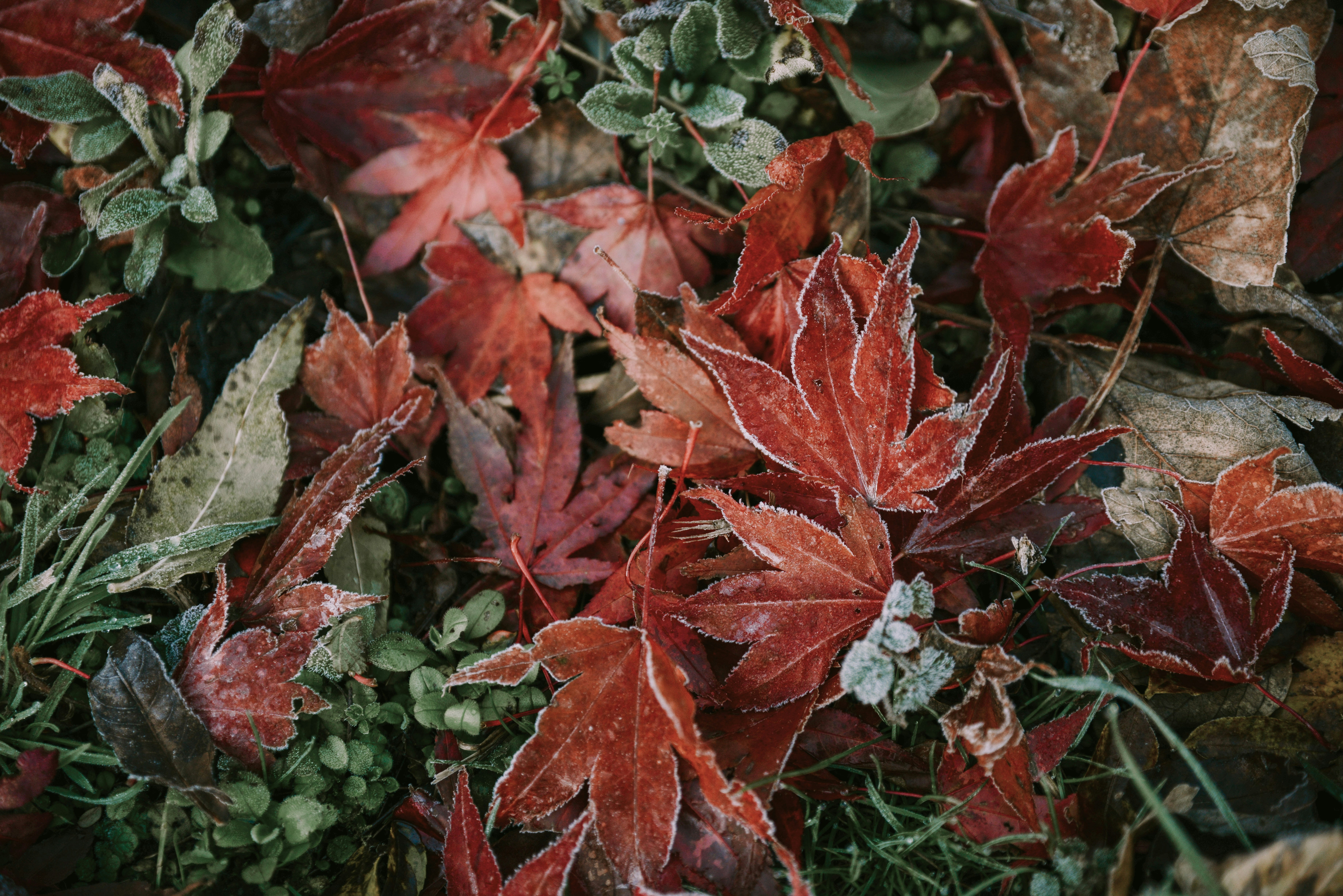 Crimson Frost: Frost-edged Maple Leaves on a Winter-Red Forest Floor