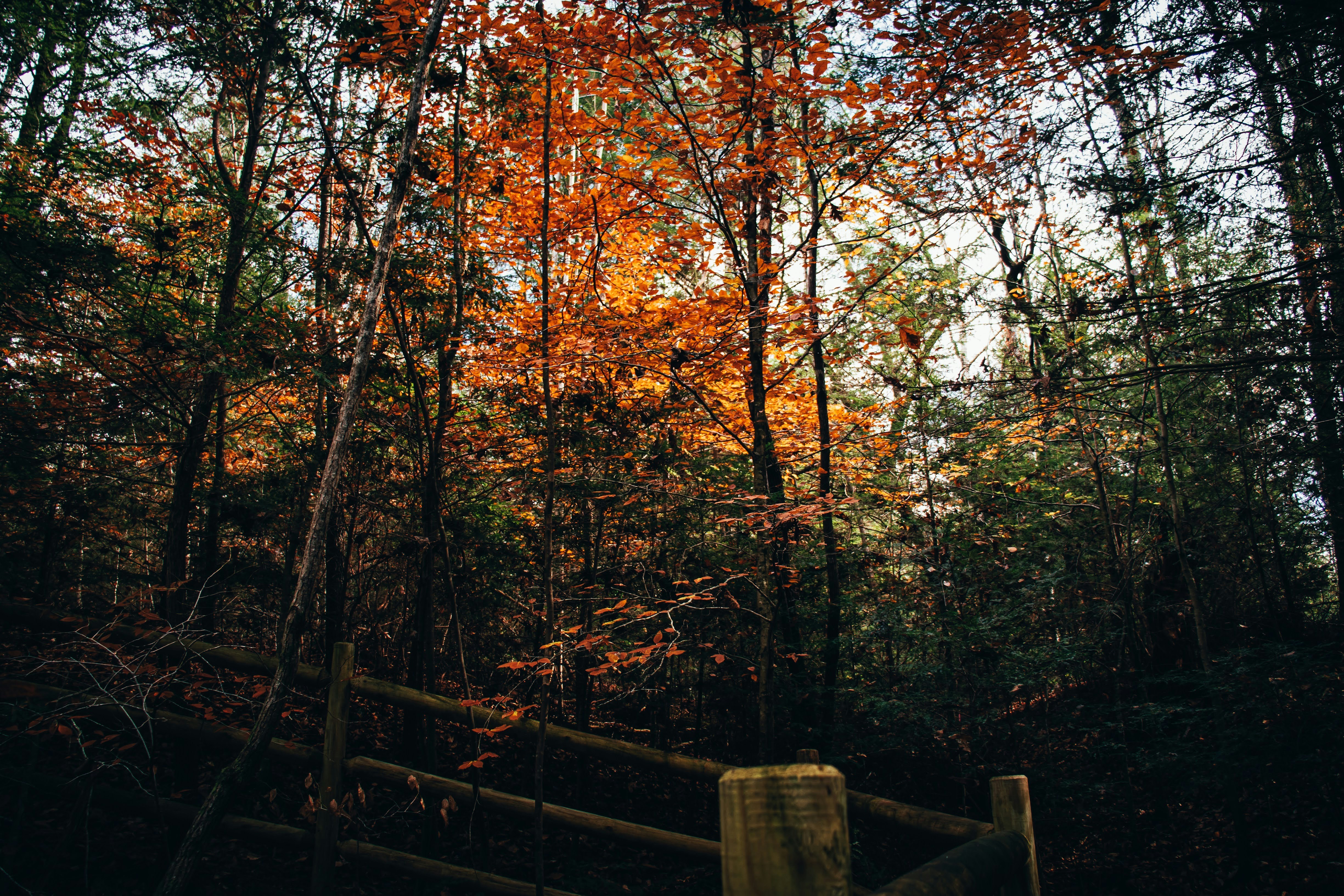 a wooden fence in a forest