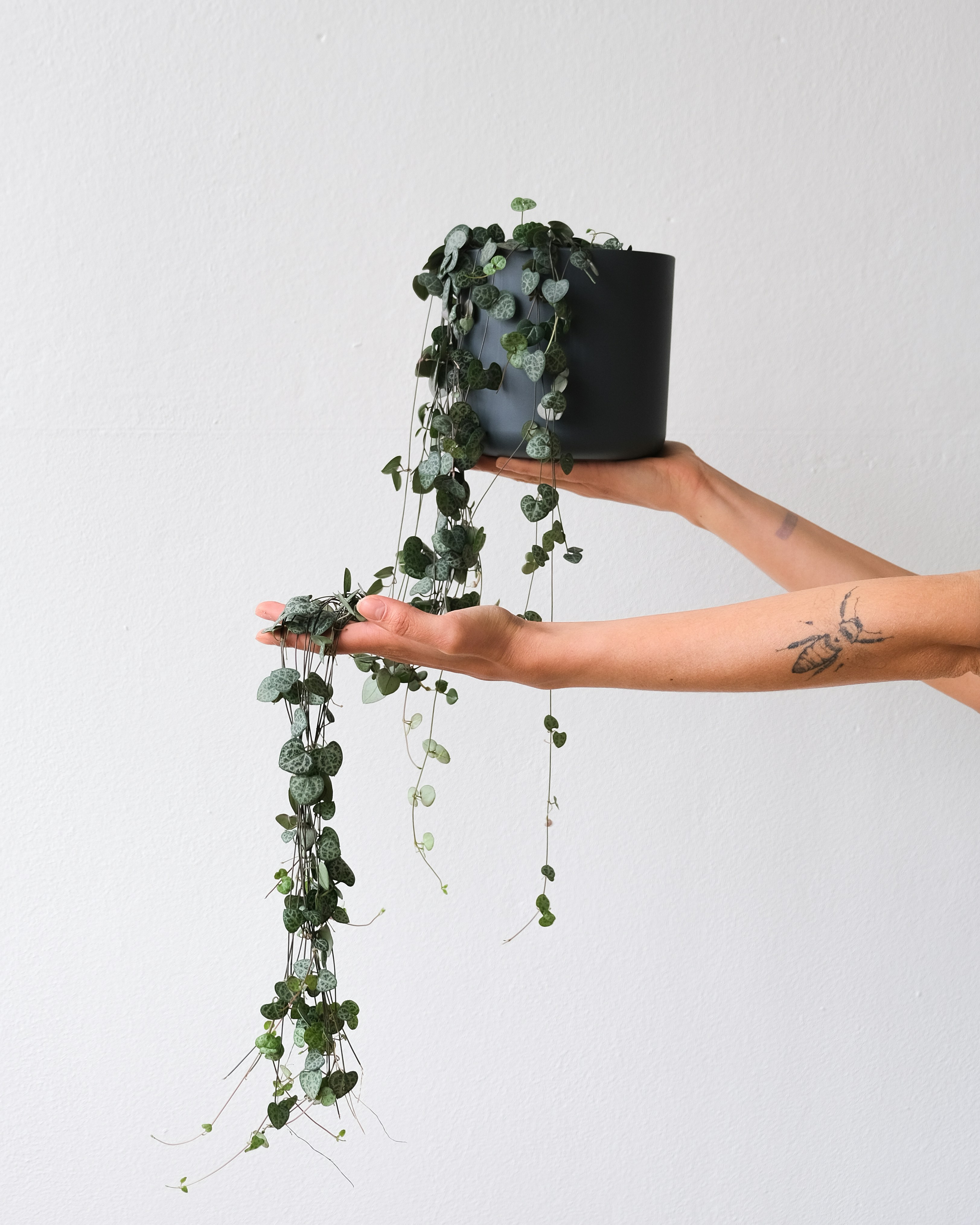 Hand-Held Green Cascade: Trailing Pothos in a Vessel