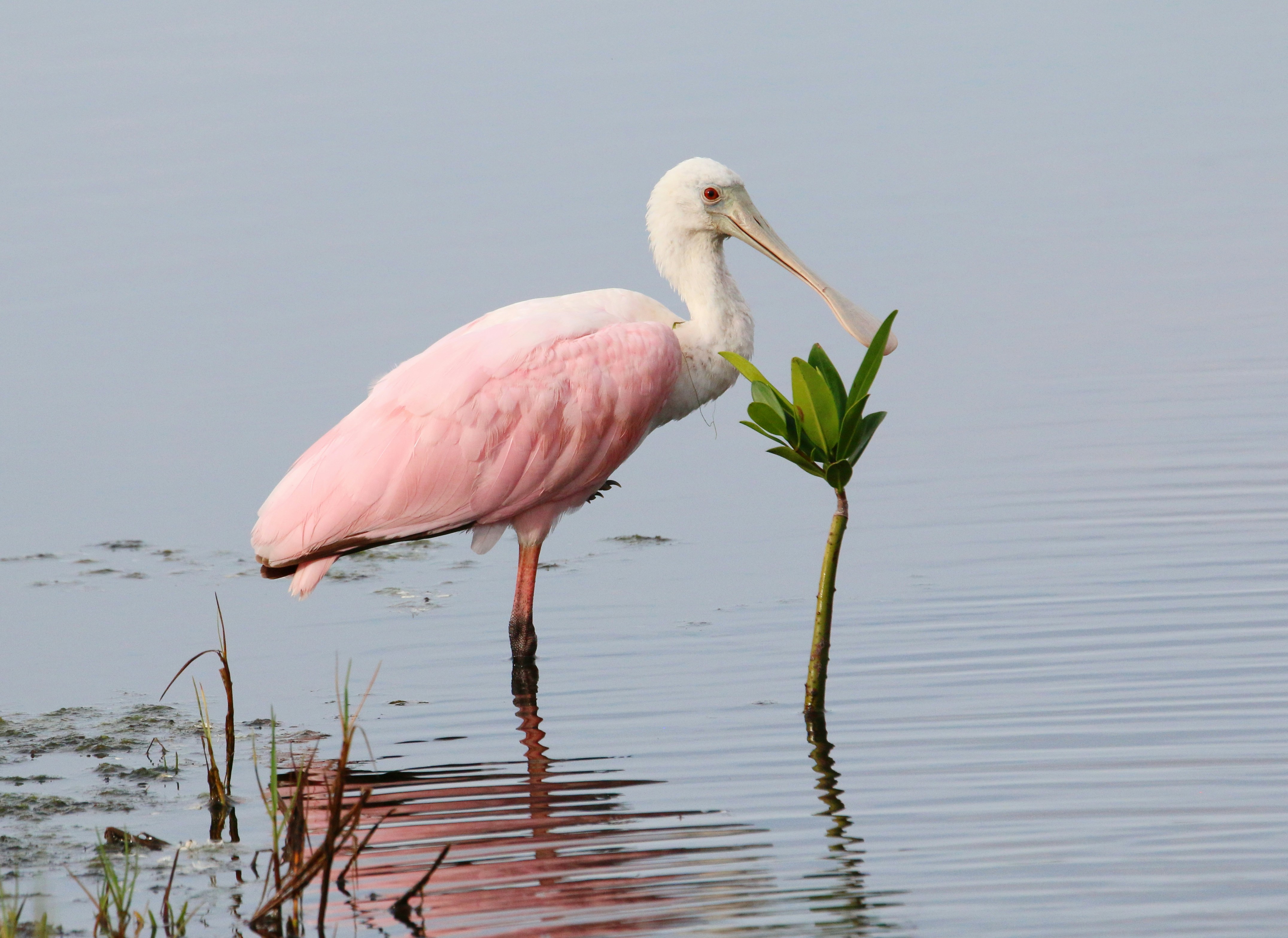 A pink flamingo standing in water photo – Free Palma sola Image on Unsplash