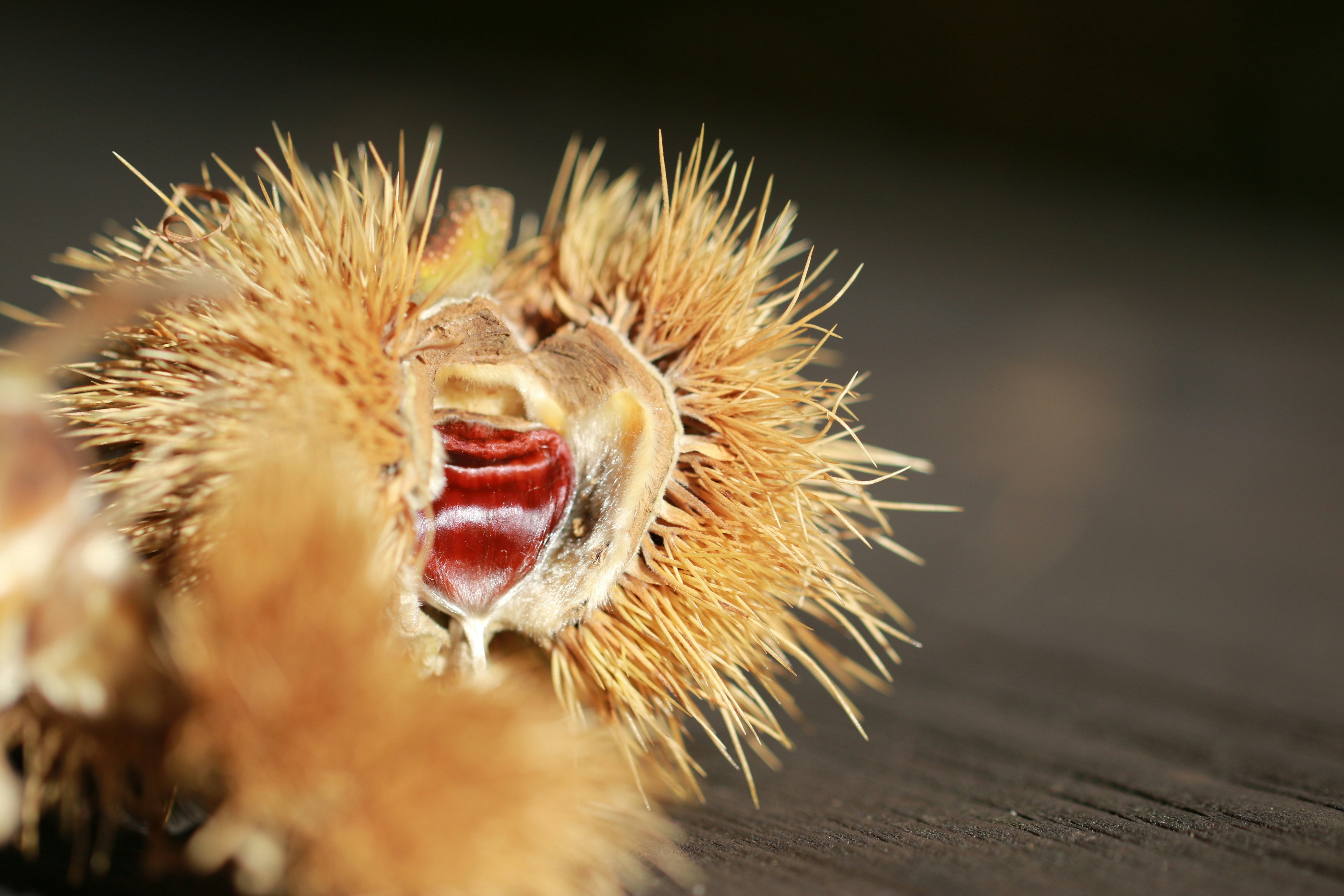 Unfurling Armor: chestnut burr on a weathered wooden surface