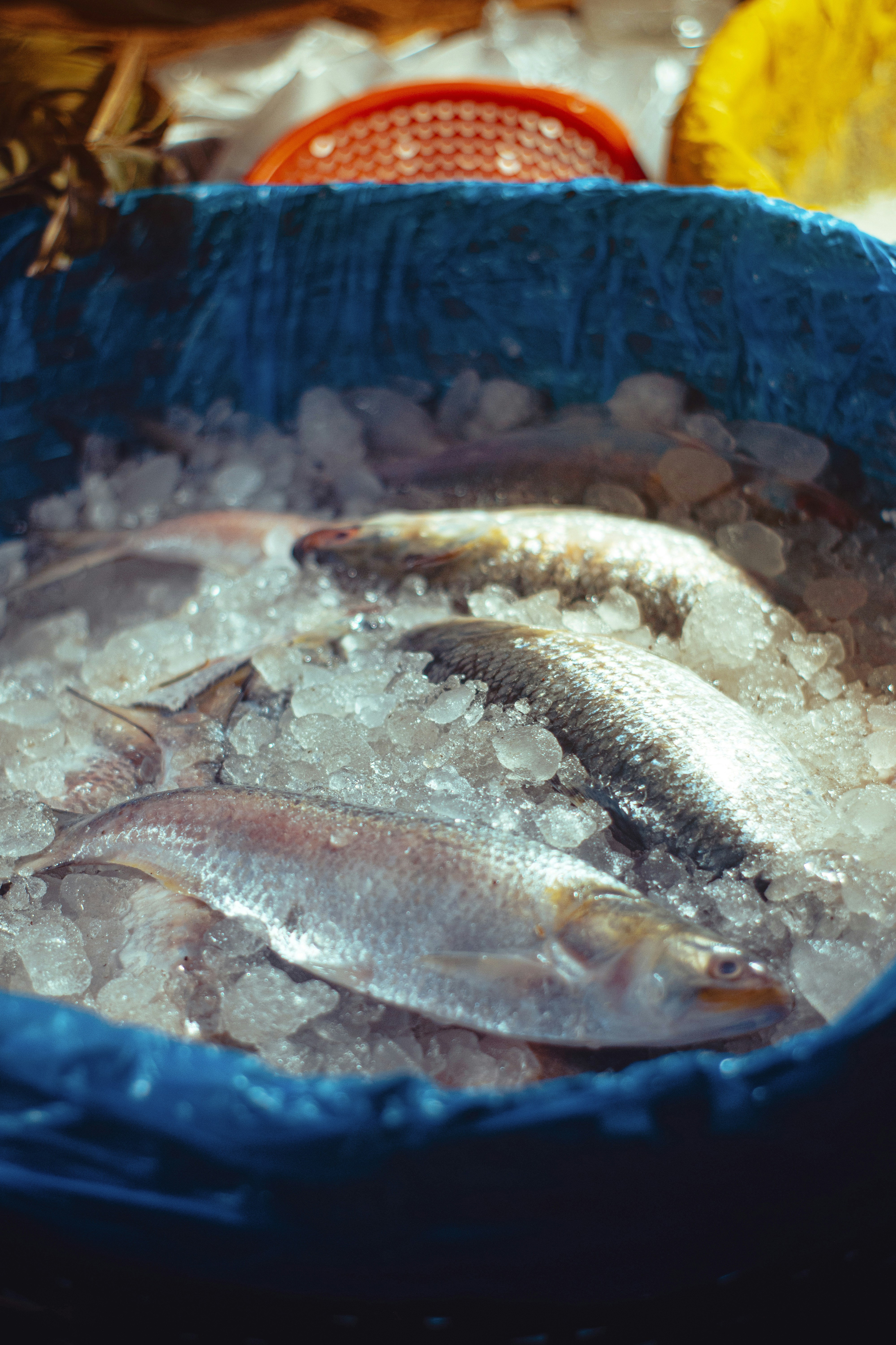 Silvery Bounty on Ice: Fresh Fish in a Blue Market Bin