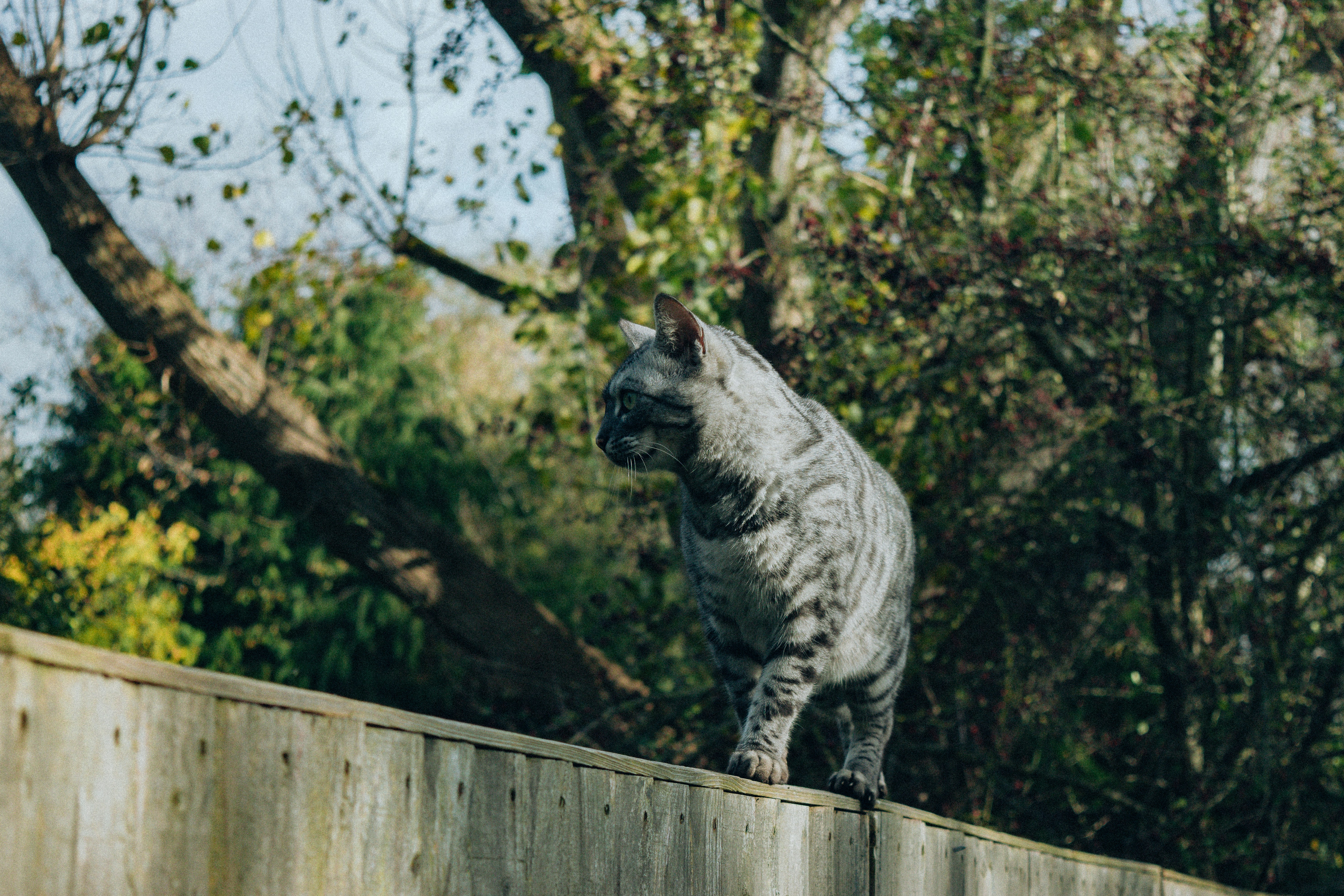 A gray tabby cat poised on a wooden fence, surveying its surroundings amidst a backdrop of lush greenery.