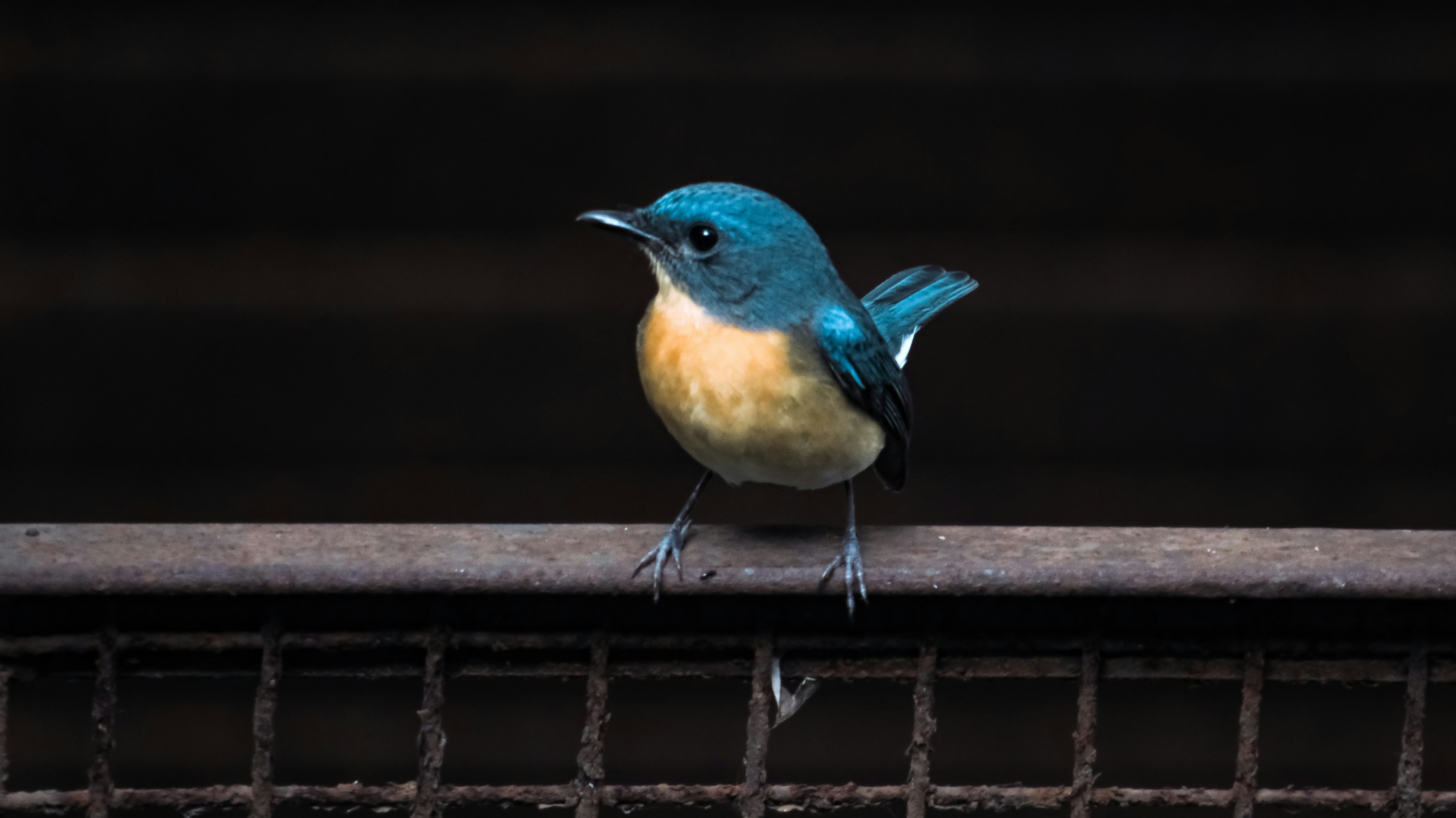 Azure Warbler Perched on a Rusty Rail