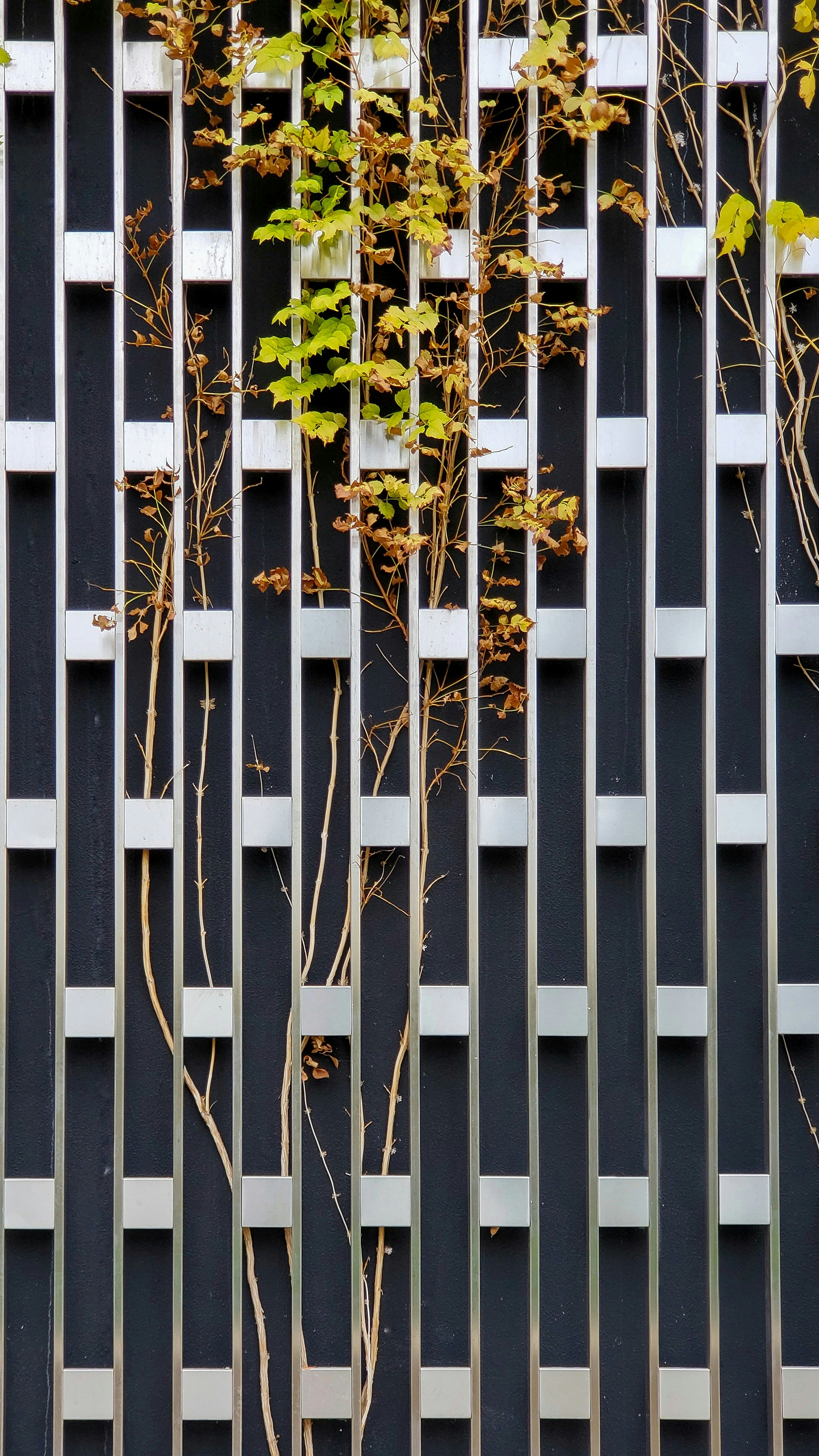 Vines on a Lattice: Green Foliage Intertwines with a Monochrome Façade