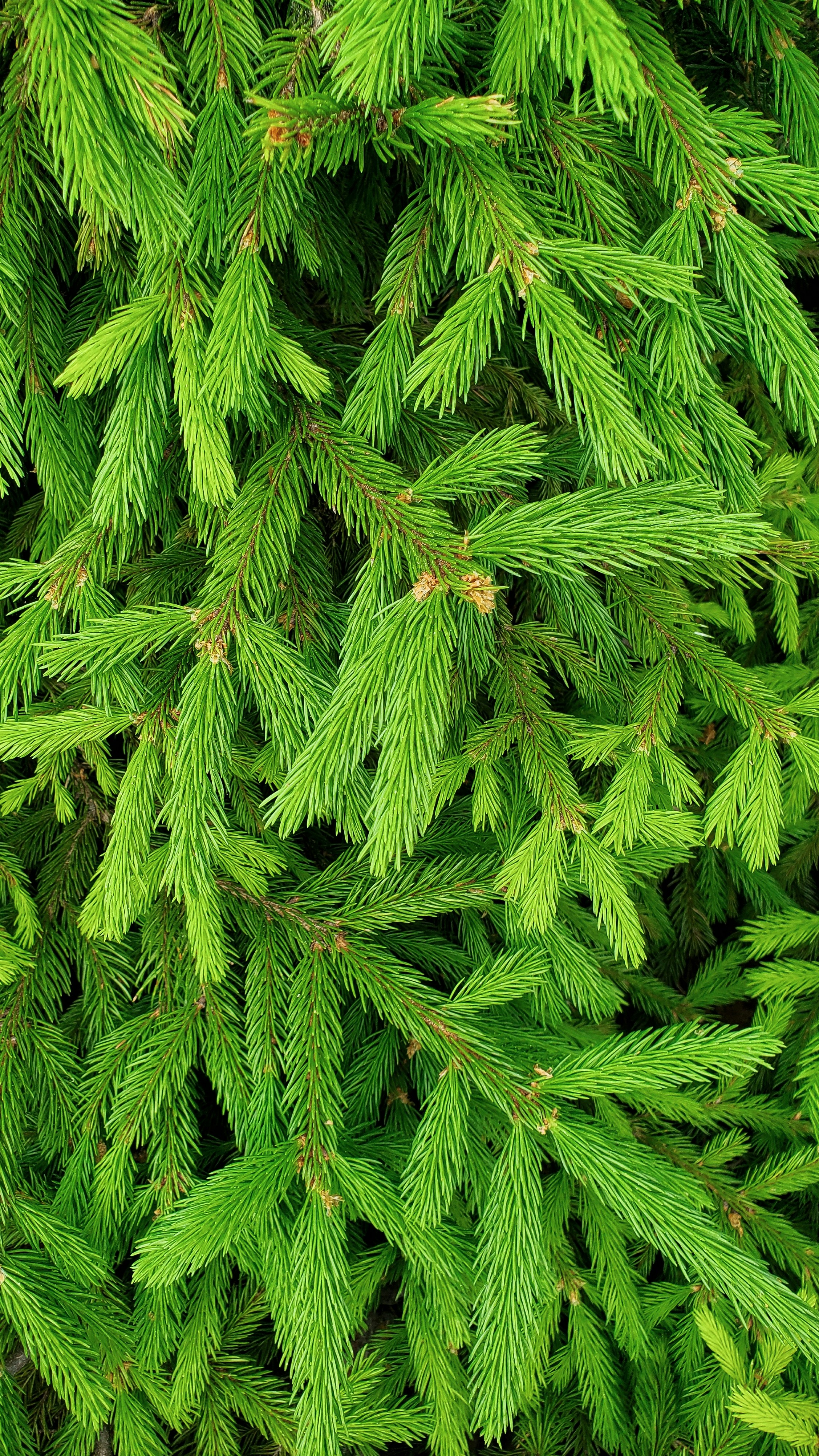 Dense arrangement of vibrant green pine needles creating a lush, textured backdrop.