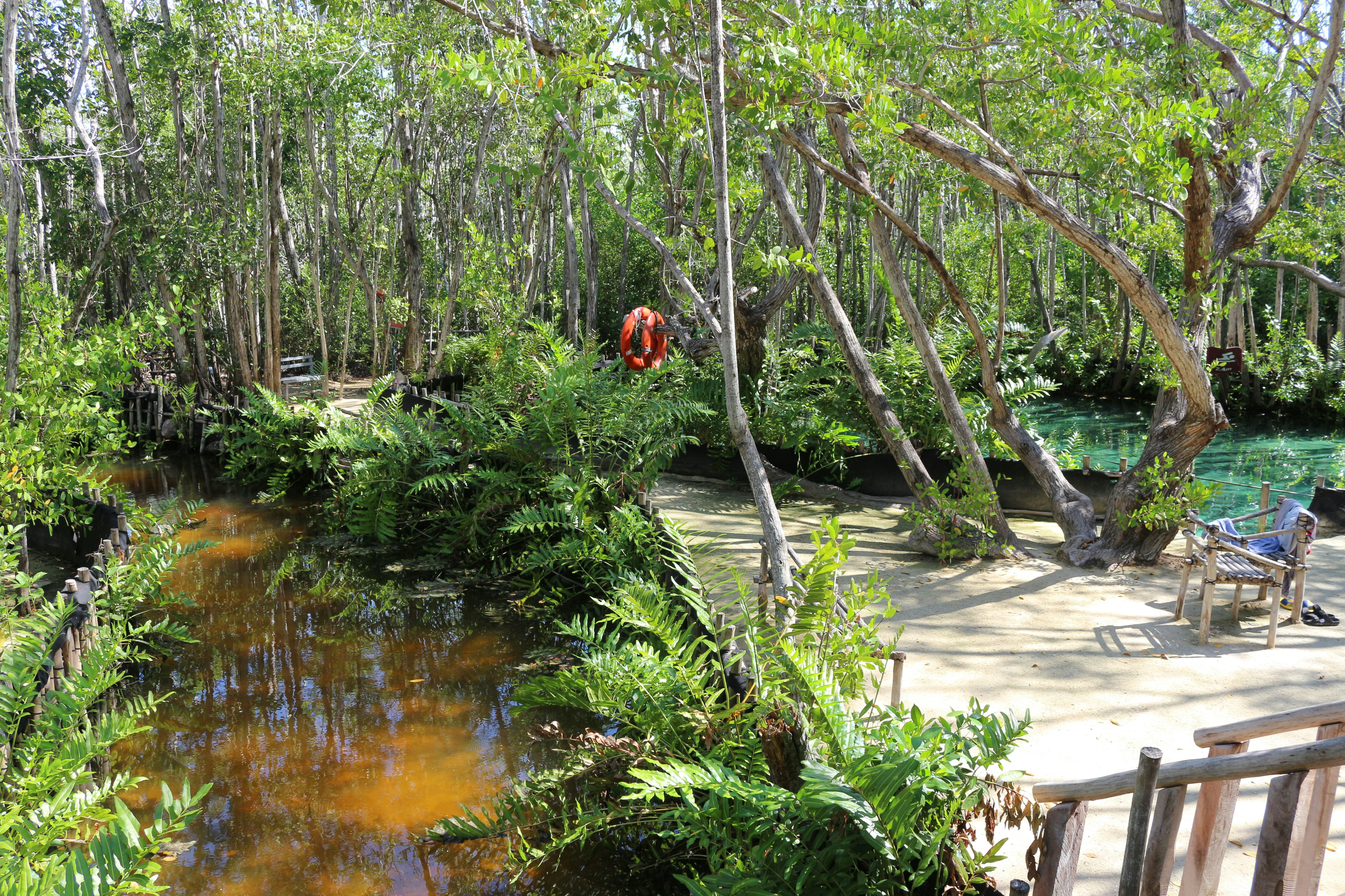 A small pond in a forest photo – Free México Image on Unsplash