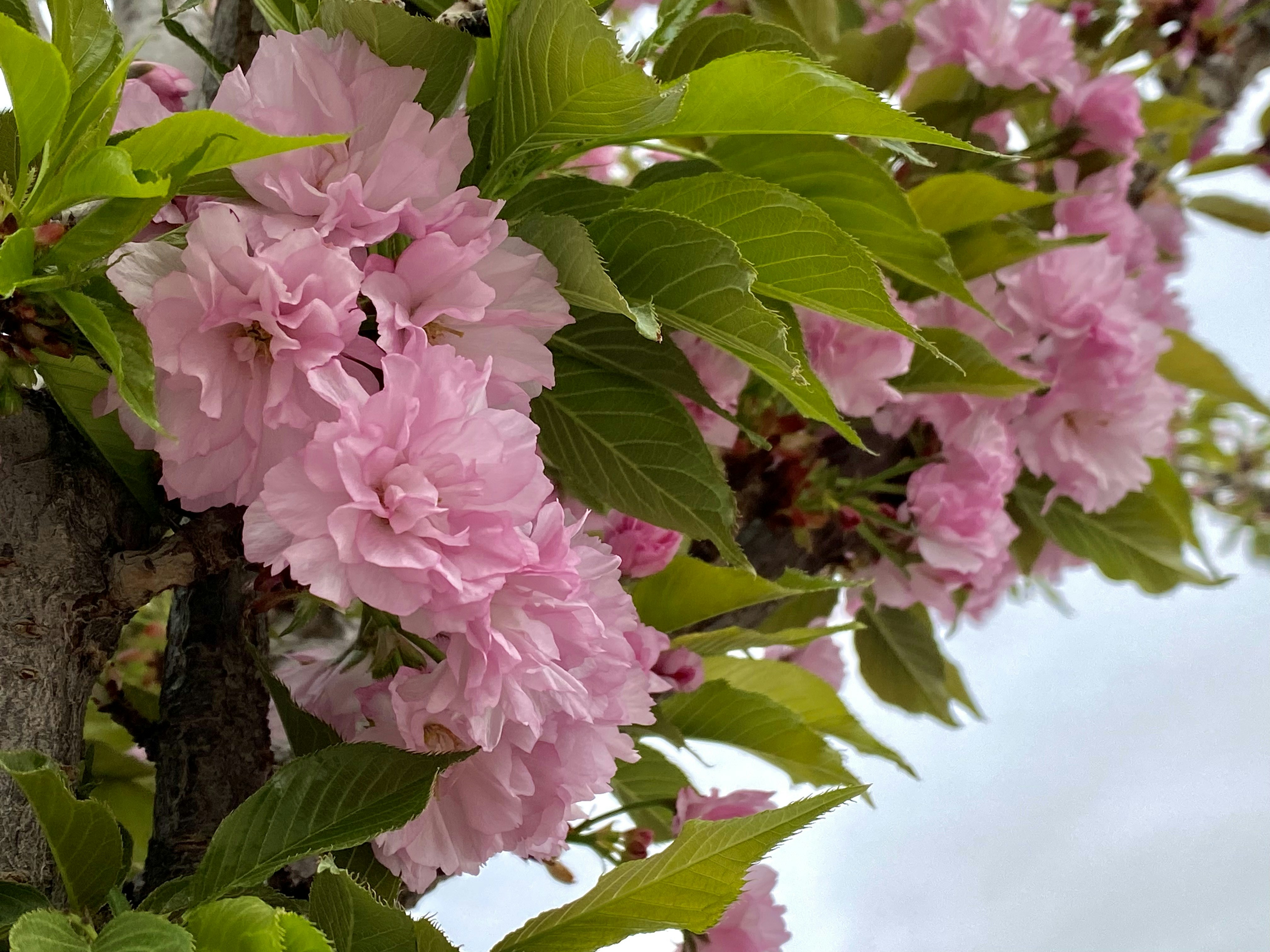 Beautiful nature 🌸