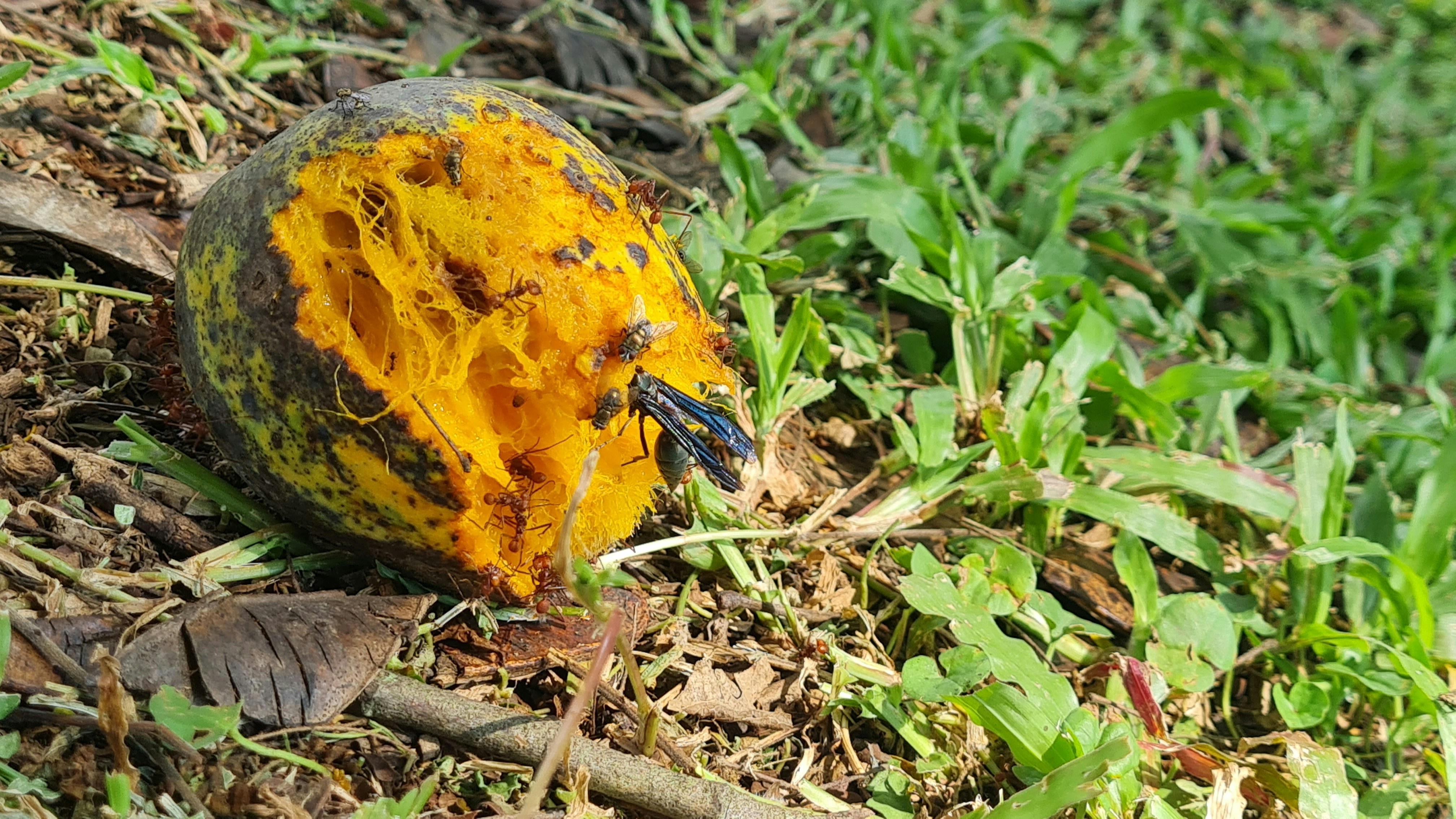 Sun-warmed Decay: a hoverfly on a sunlit orange amid forest floor