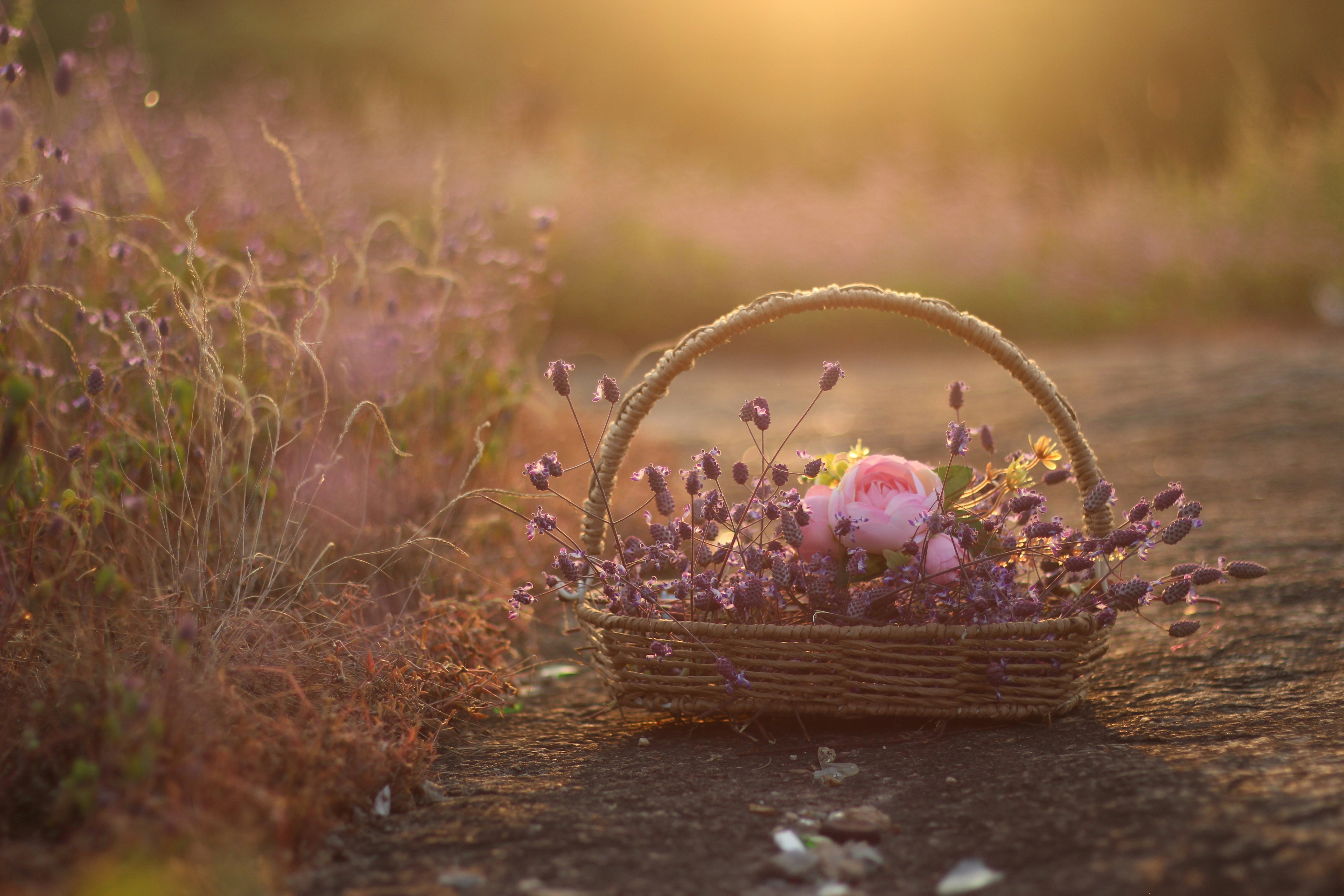Lavender and Pink Rose Basket Resting on a Golden Gravel Path at Dusk