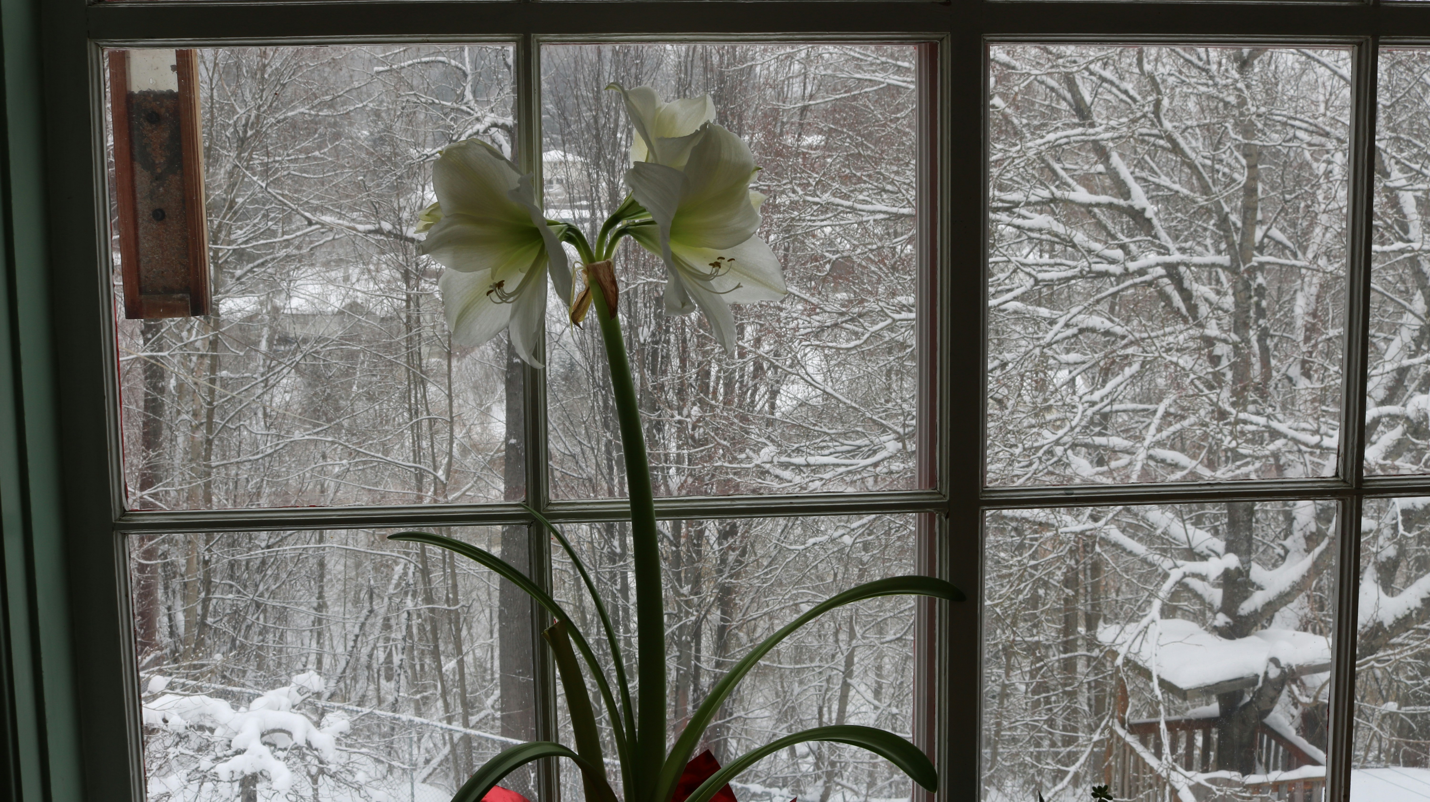 Amaryllis brings life to winter scene with bird feeder and children's tree fort in background.