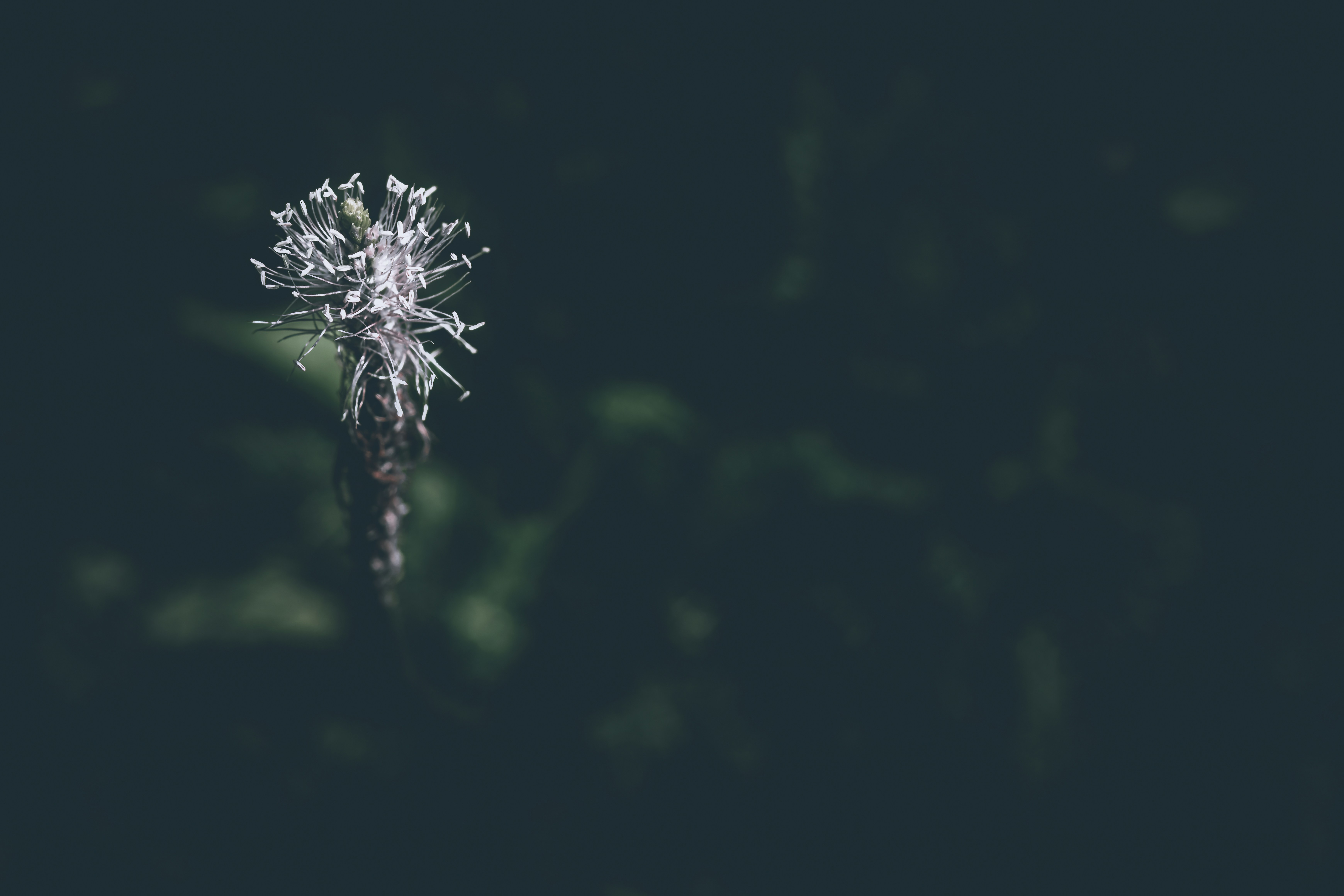 Lone Seed Head in Velvet Night
