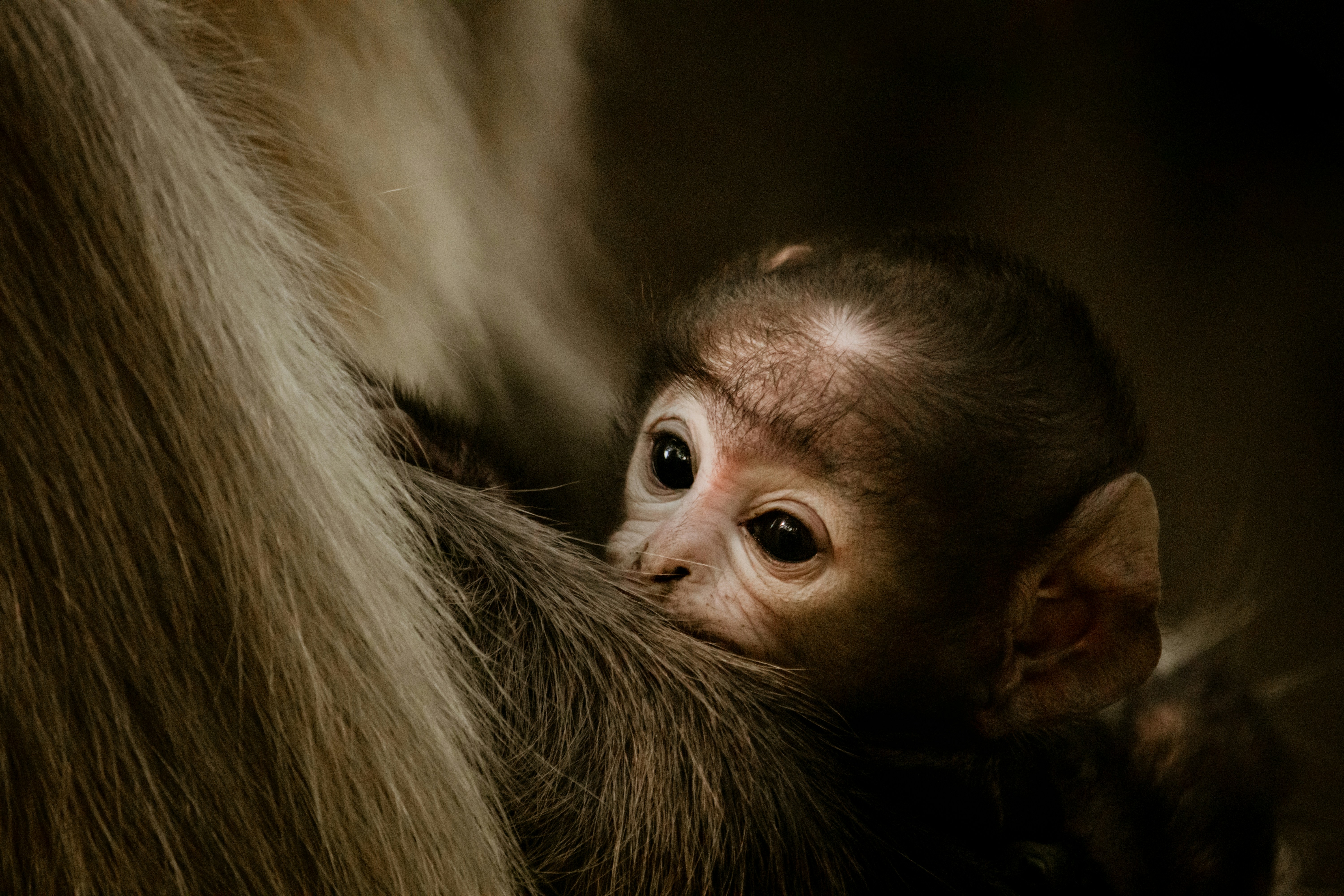 Un bébé singe à visage humain photo – Image gratuite de Singe sur Unsplash