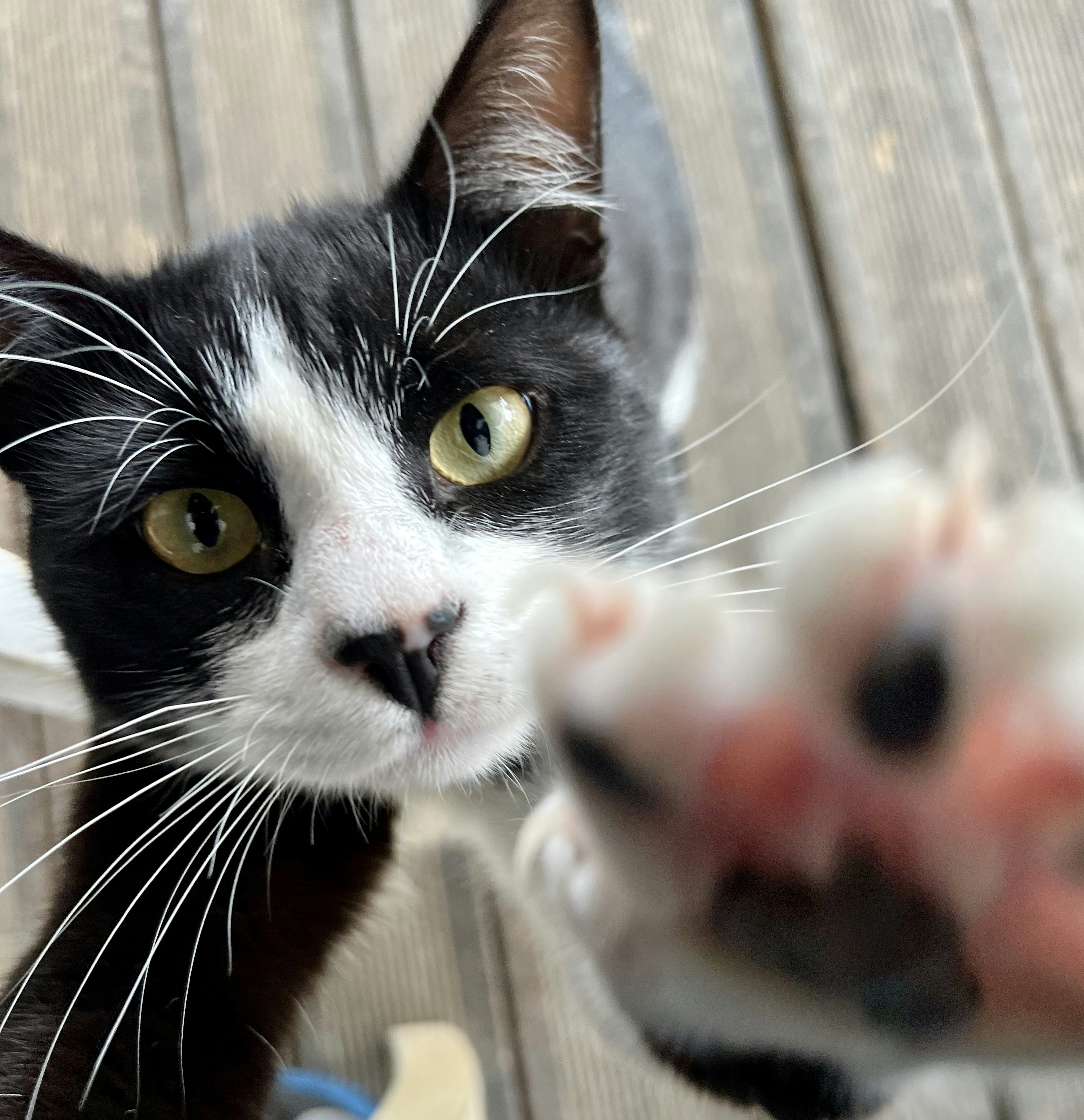 Forward Paws: A Curious Black-and-White Cat Reaches Toward the Camera
