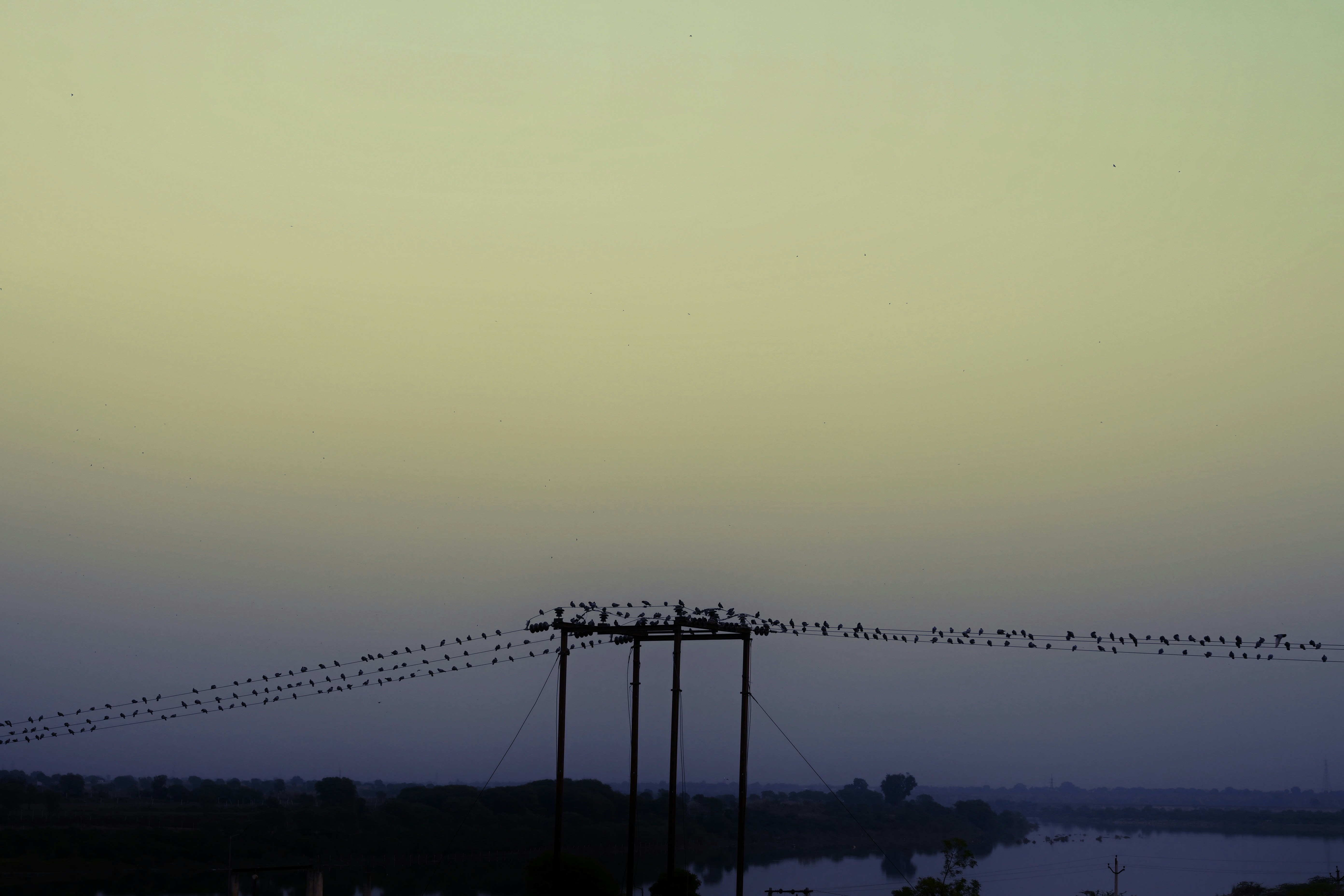 Dusk Chorus Along the Powerline Grid