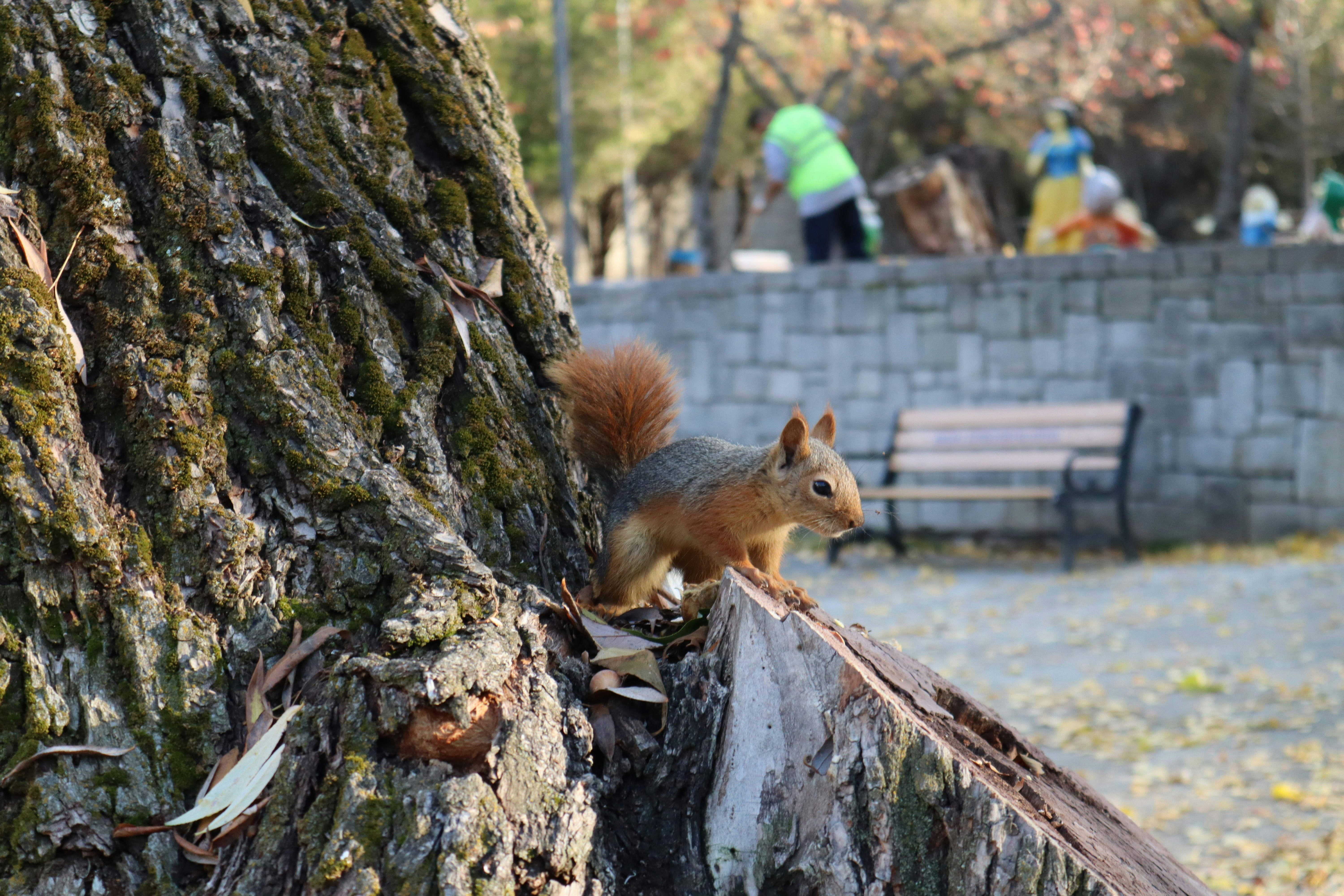 Squirrel Scout on a Mossy Log: Quiet Park Moment in Autumn Light
