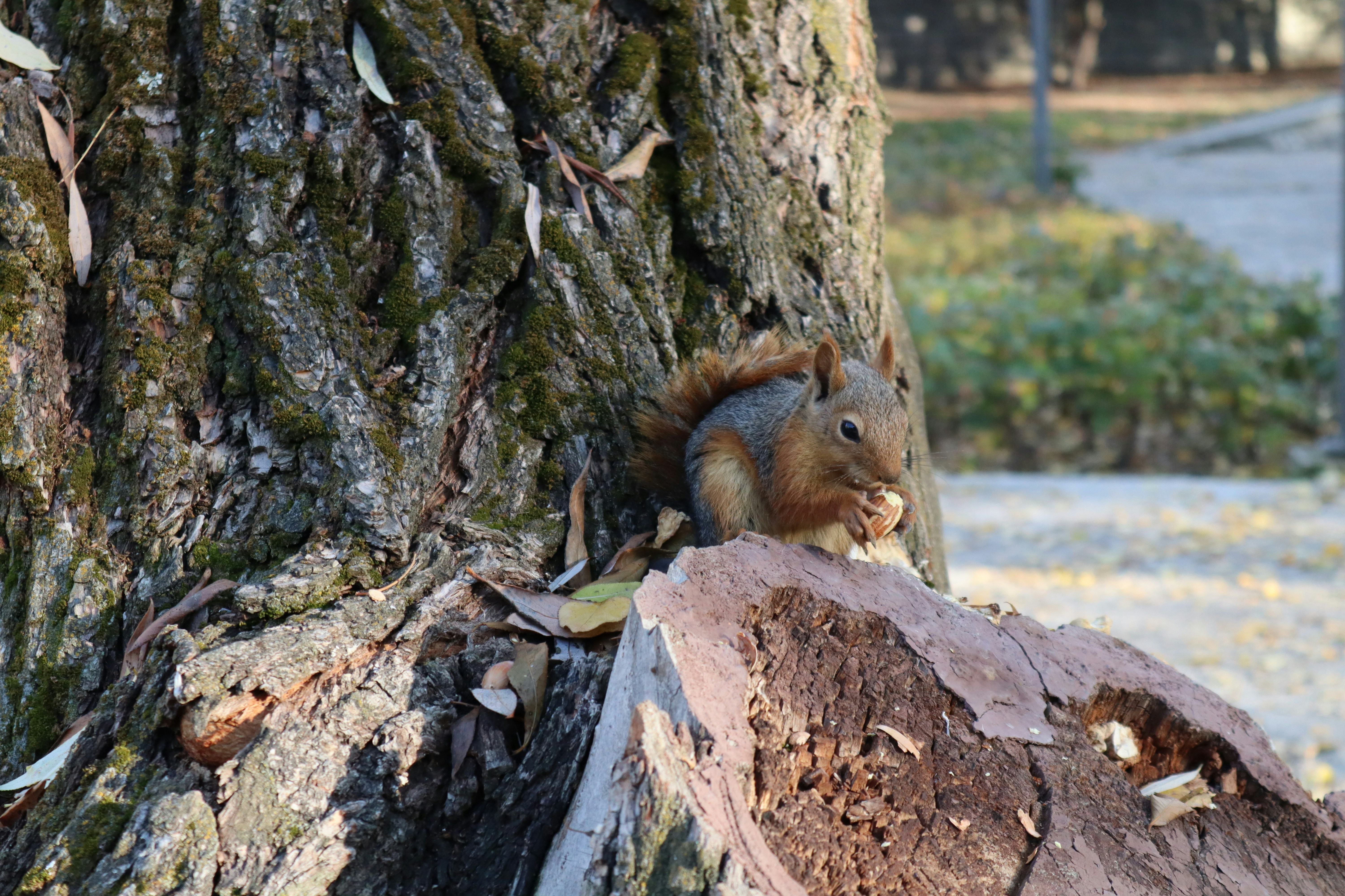 Photo by Haneen Alqatanani with Canon EOS M50