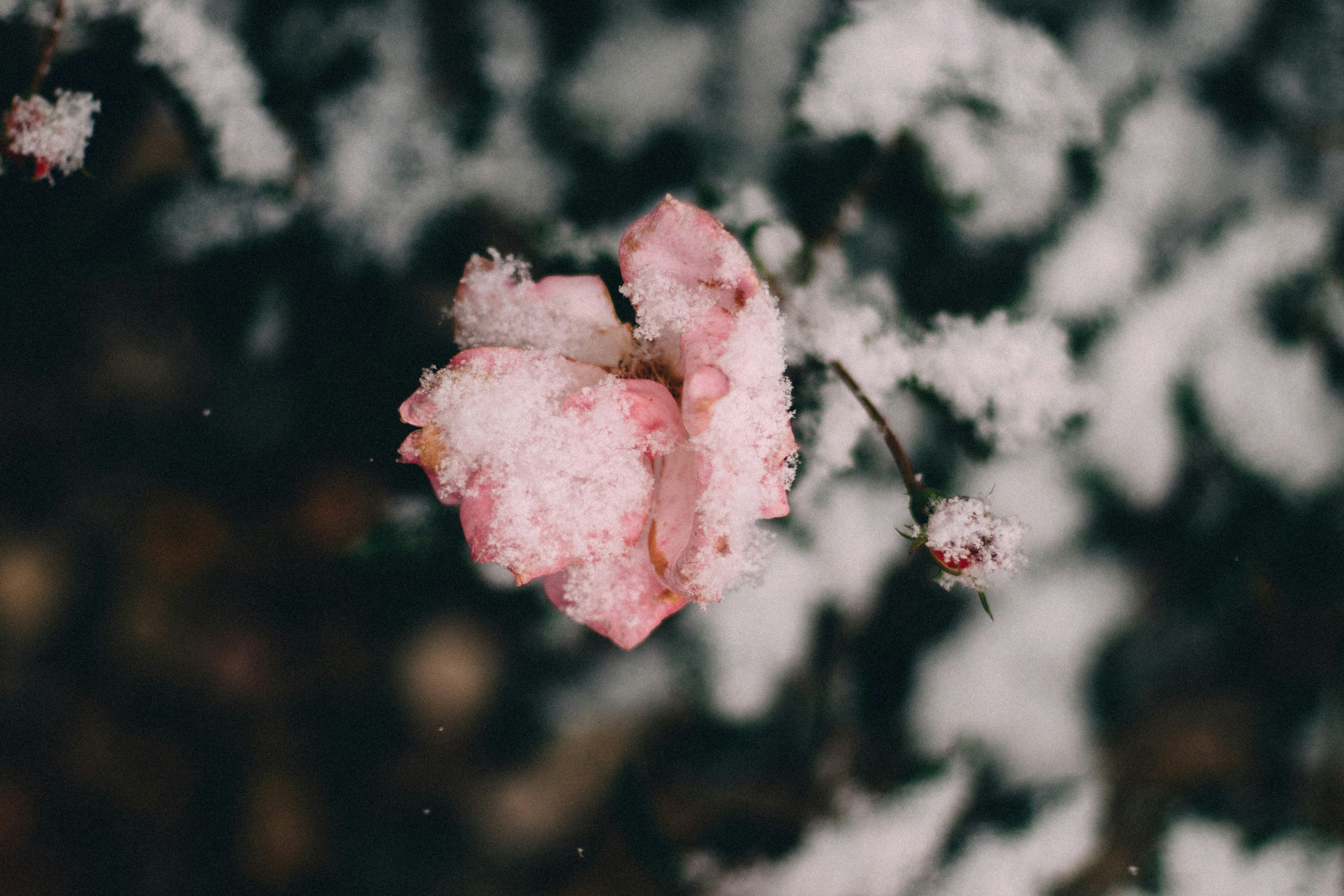 a close up of a flower