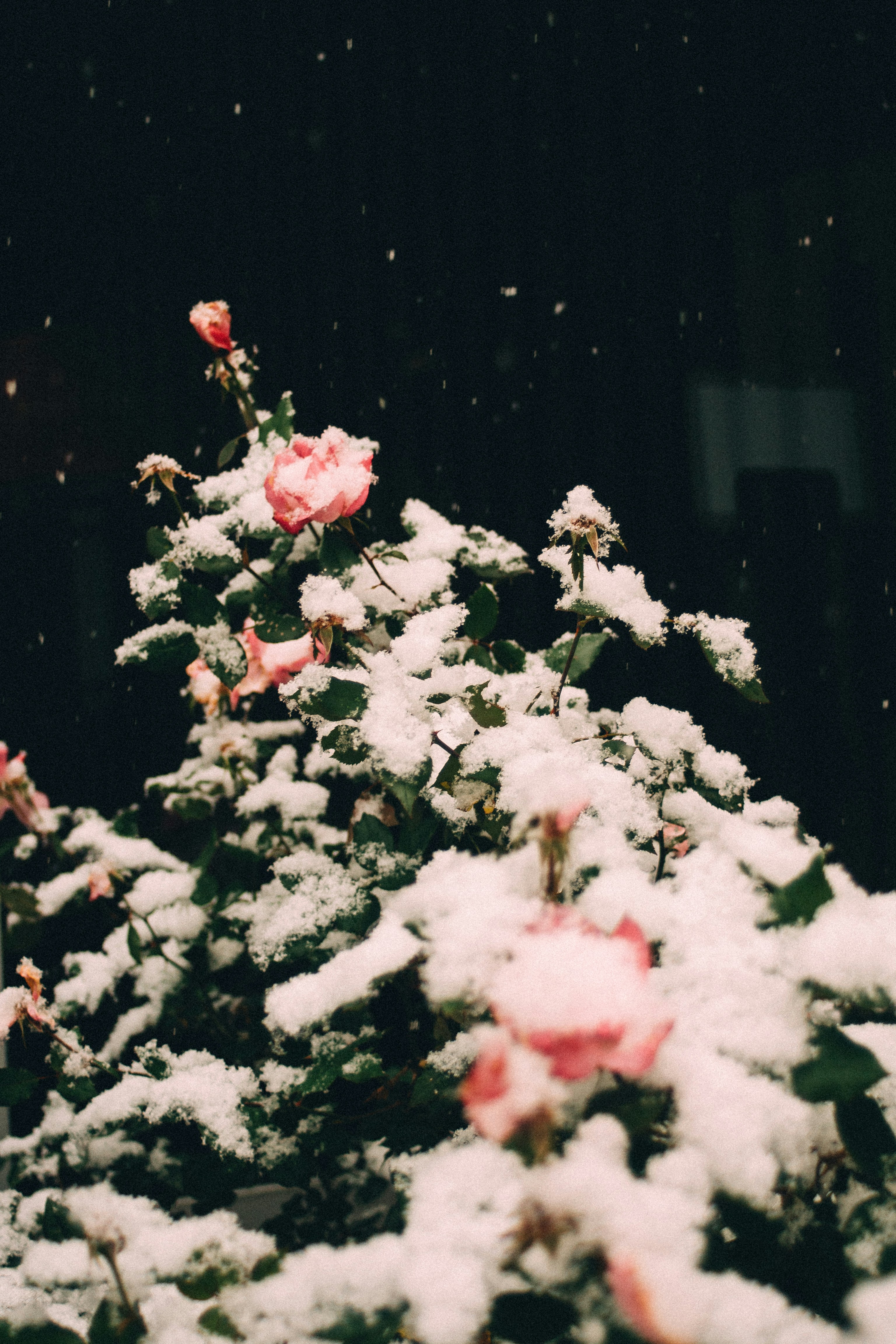 Pink roses partially covered in snow, creating a striking contrast against a dark background. The scene captures the delicate beauty of flowers enduring winter's chill.