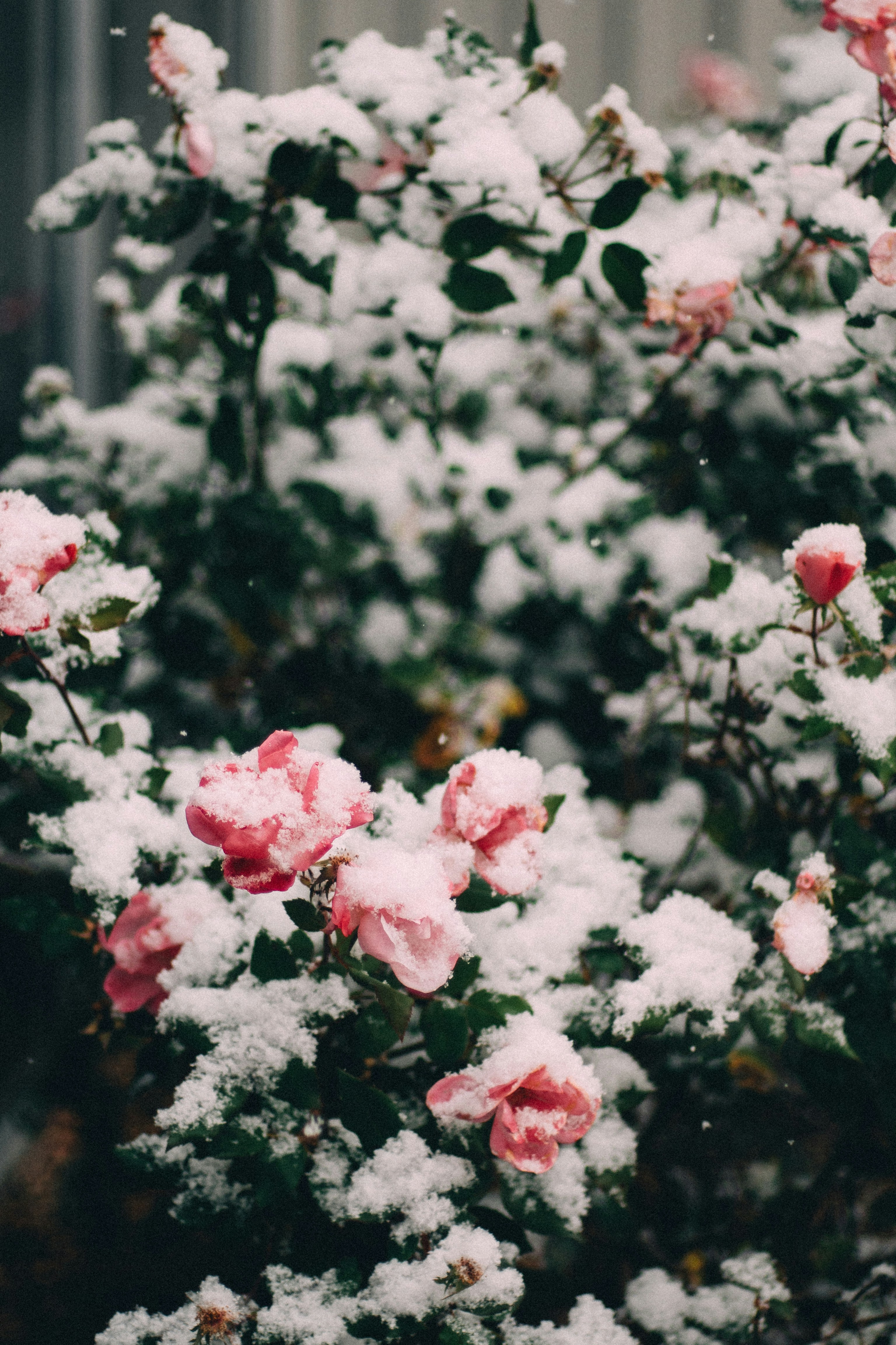 Snow-Kissed Pink Roses in a Winter Garden