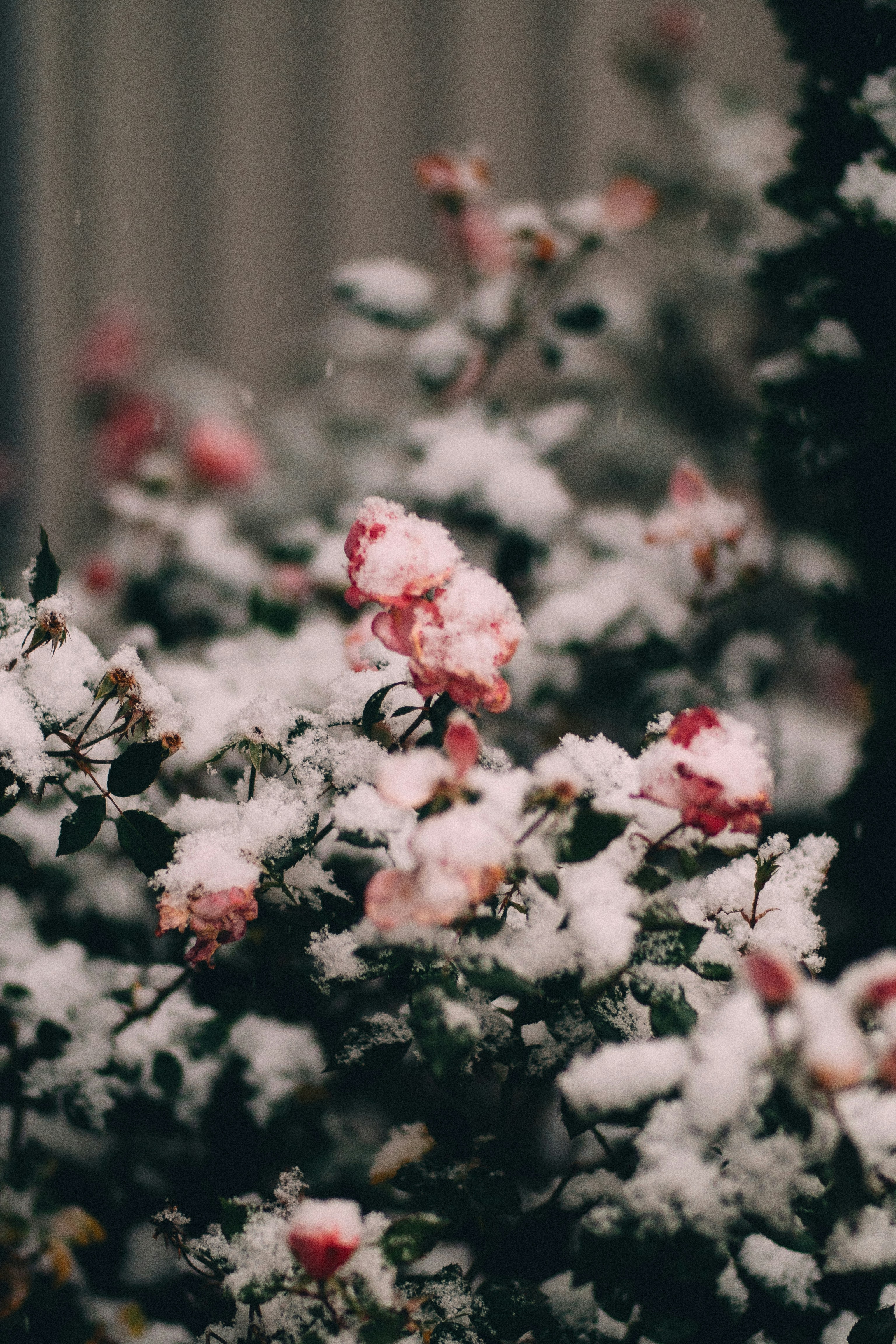 Snow-Kissed Roses in a Velvet Winter Garden