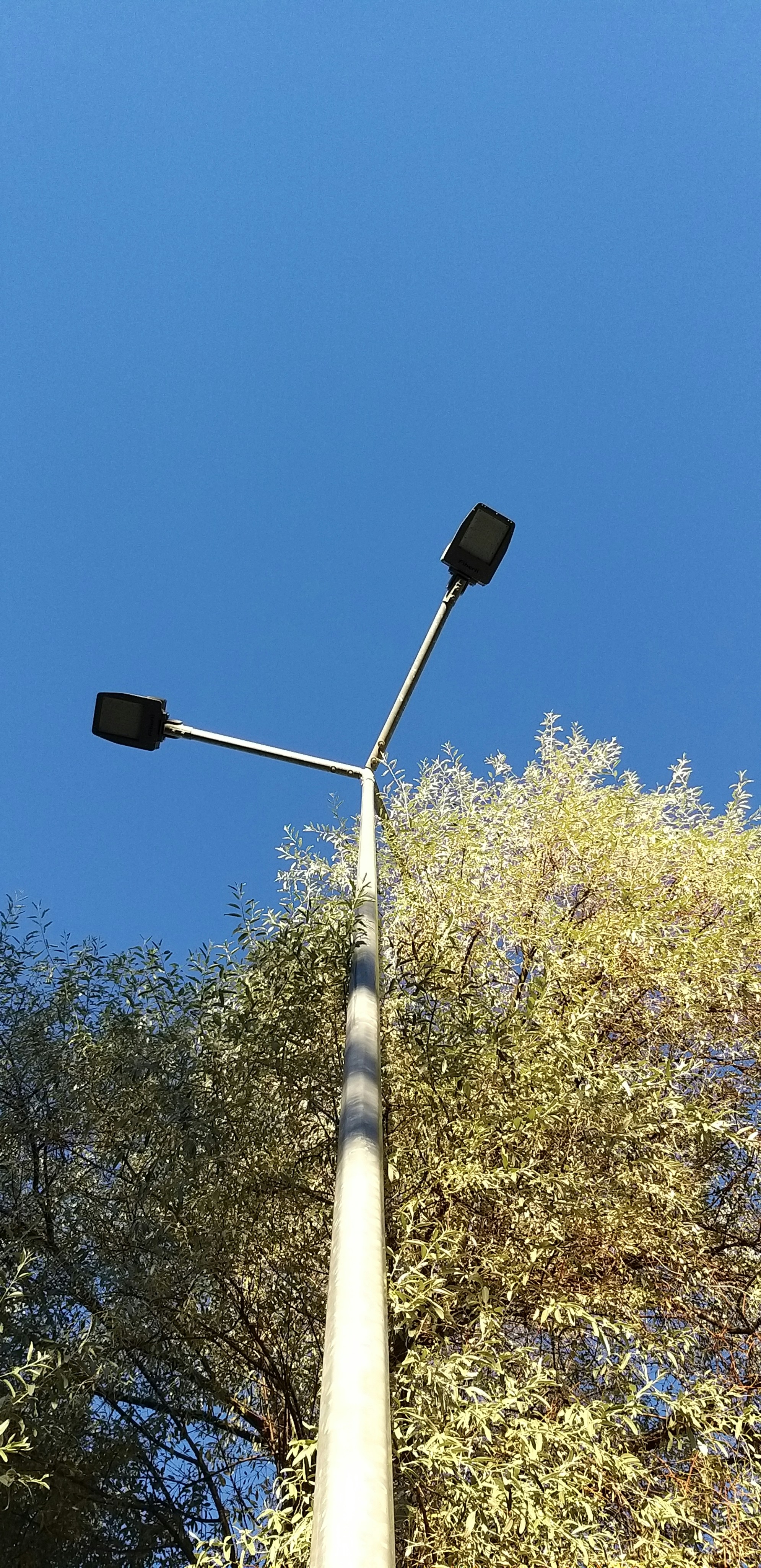 Streetlight rising amidst a backdrop of vibrant blue sky and leafy branches.