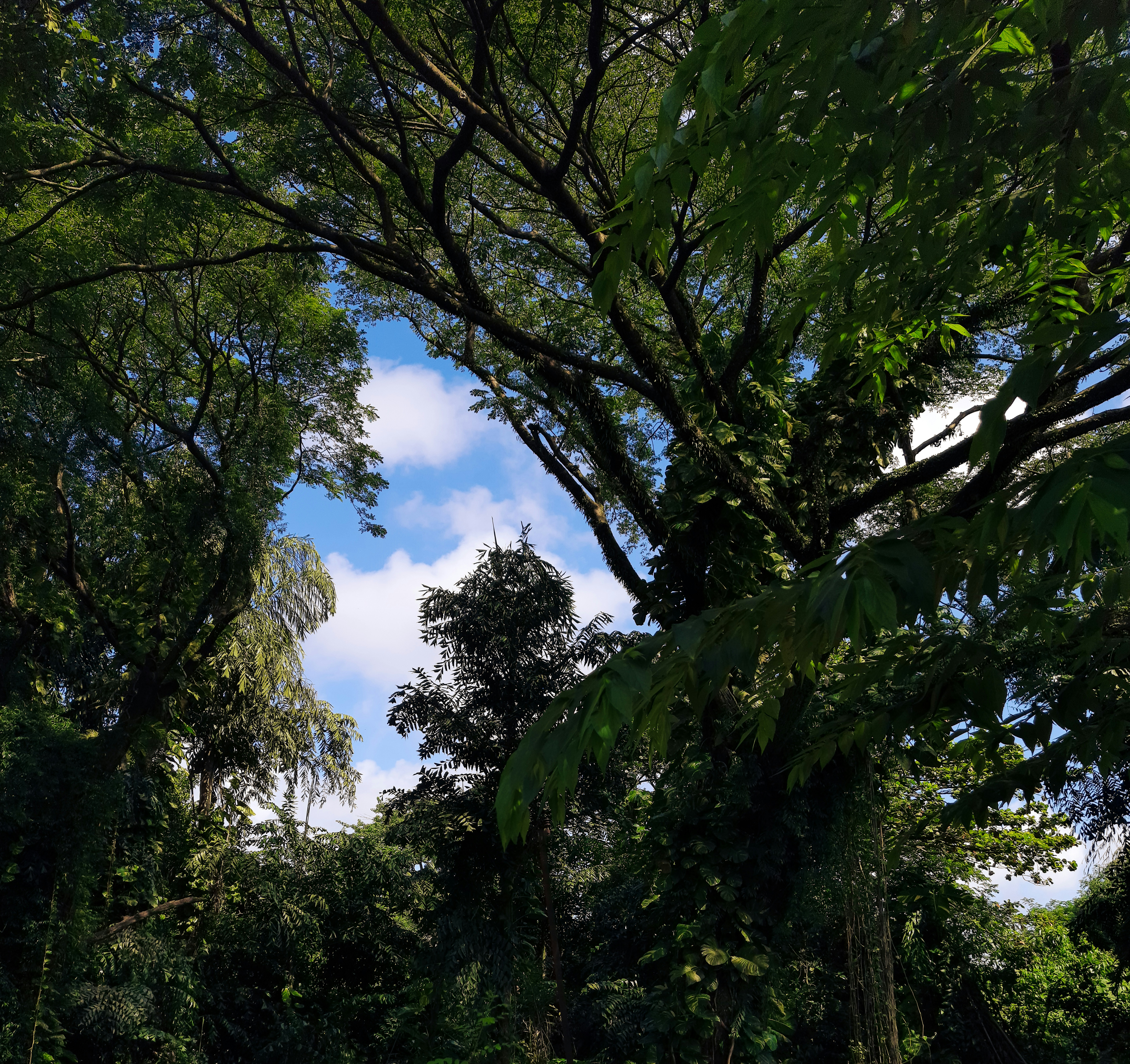 Lush foliage frames a serene sky, with clouds peeking through a dense forest canopy. The interplay of light and shadow creates a tranquil atmosphere.