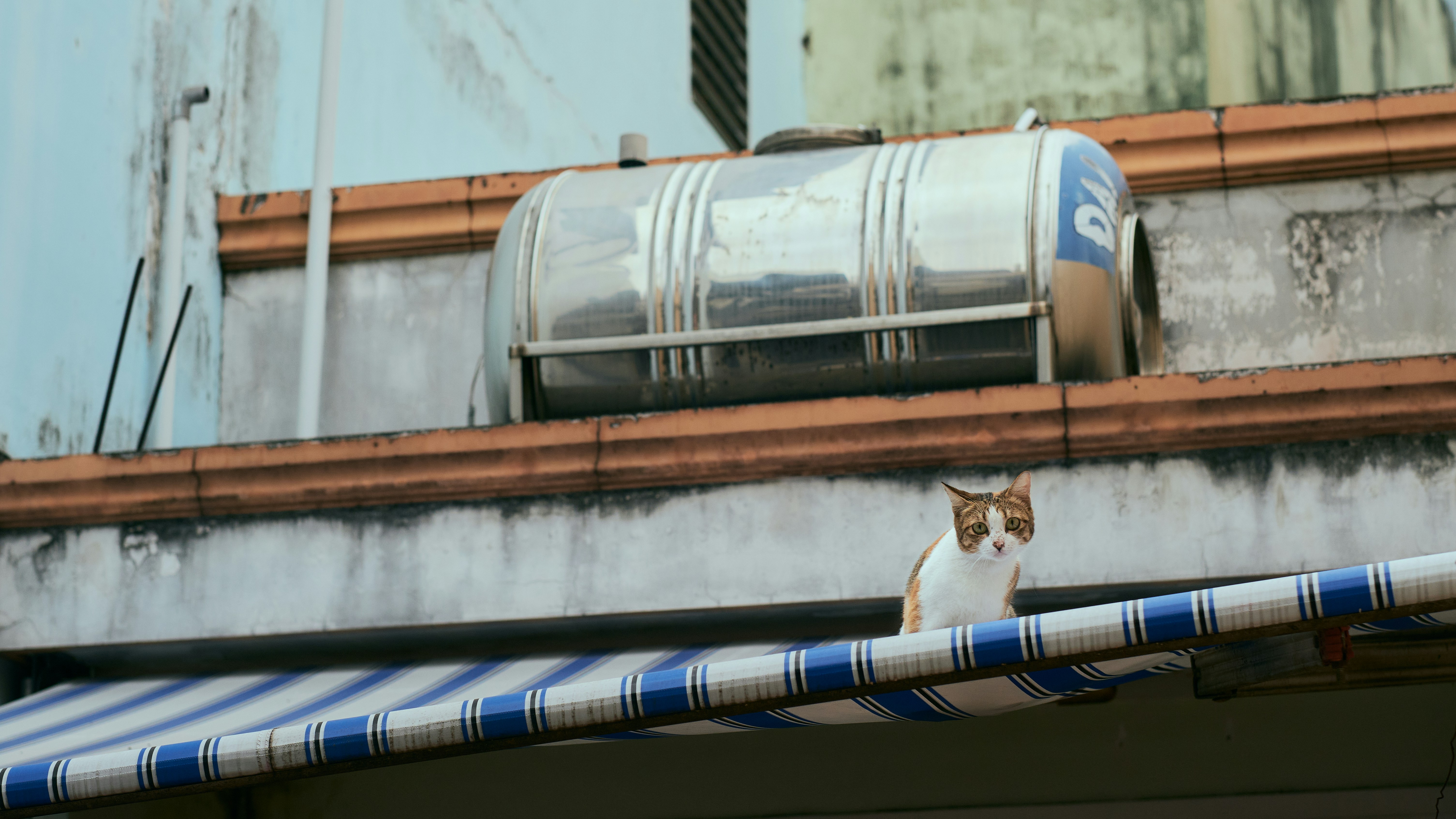 Whiskered Sentinel on a Striped Balcony