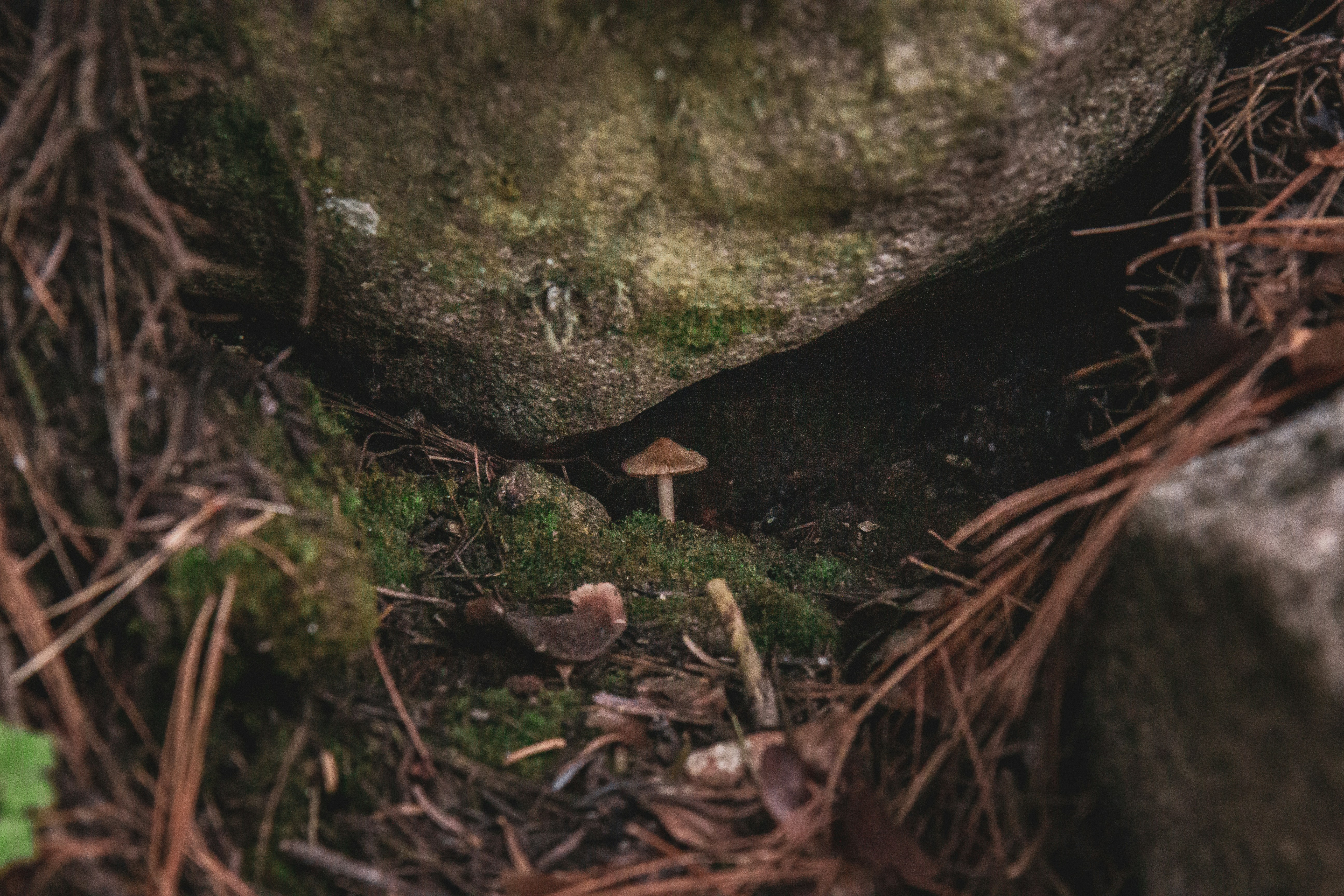 A super tiny mushroom hiding under a rock