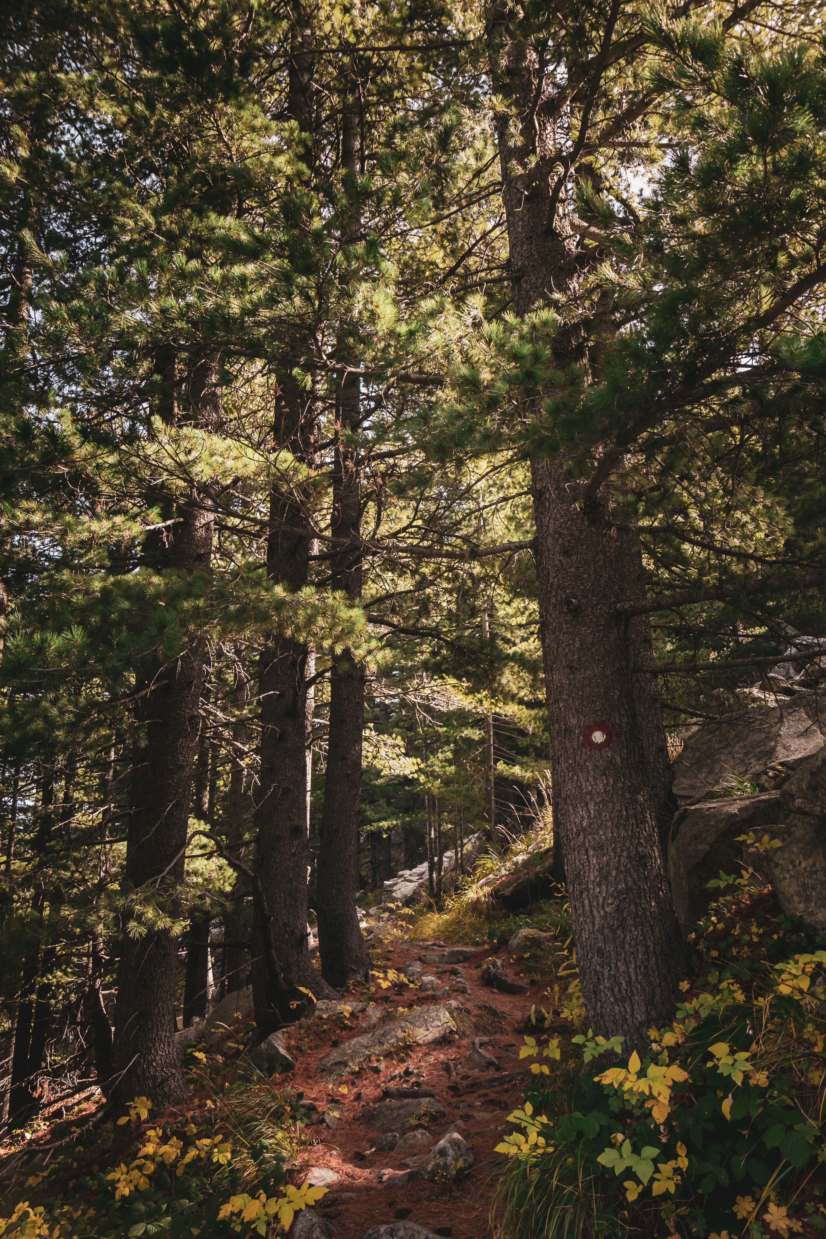 A path through a forest photo – Free North macedonia Image on Unsplash