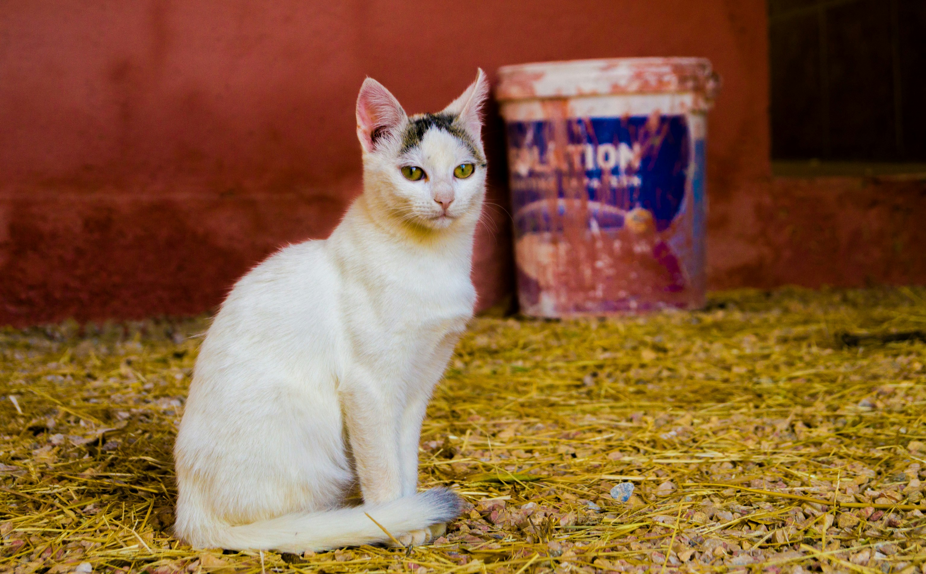 a cat sitting on the grass